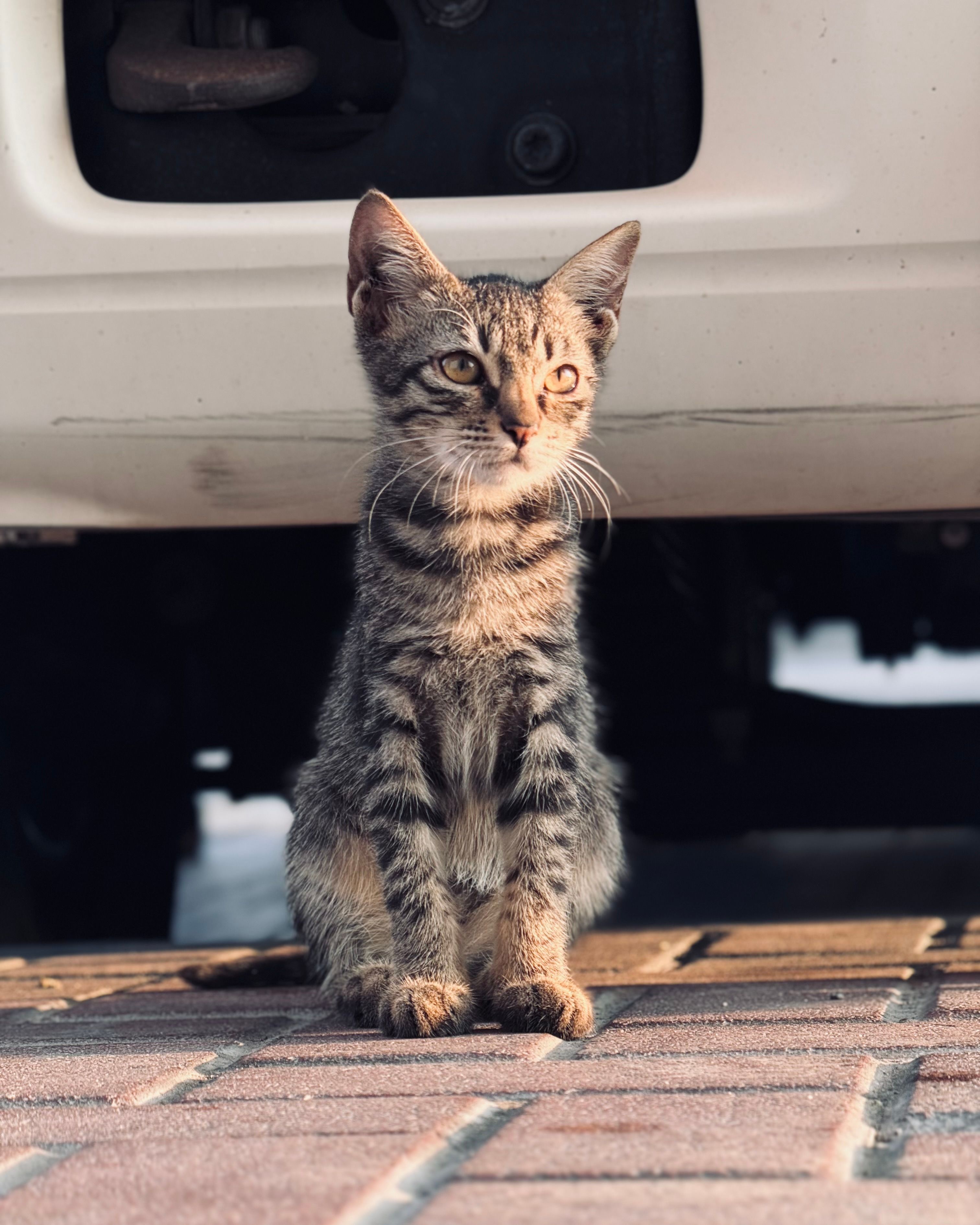 Adorable Street Kitten in Sunlight Outdoors · Free Stock Photo