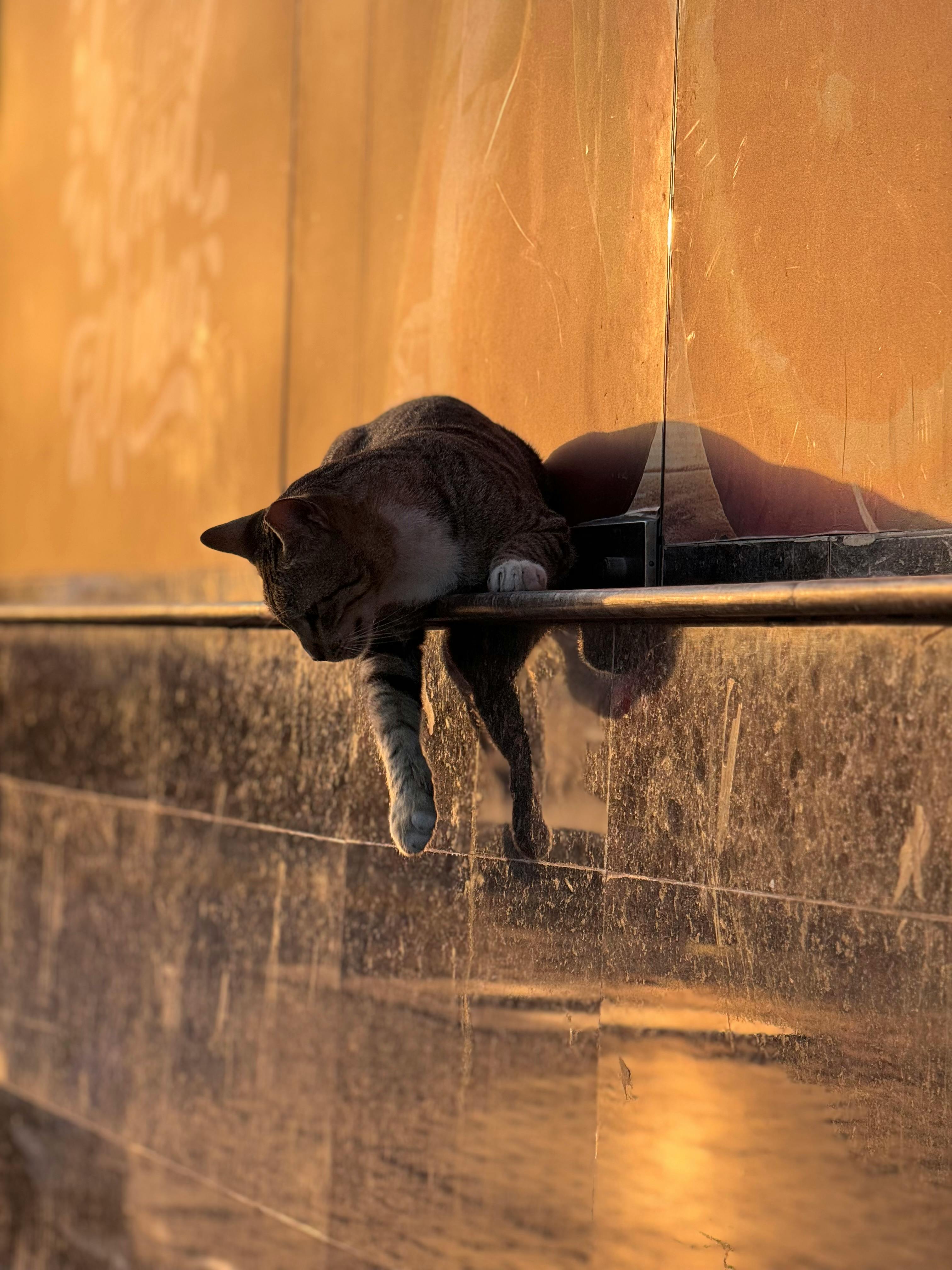 Sigma Cat Photos, Download The BEST Free Sigma Cat Stock Photos & HD Images