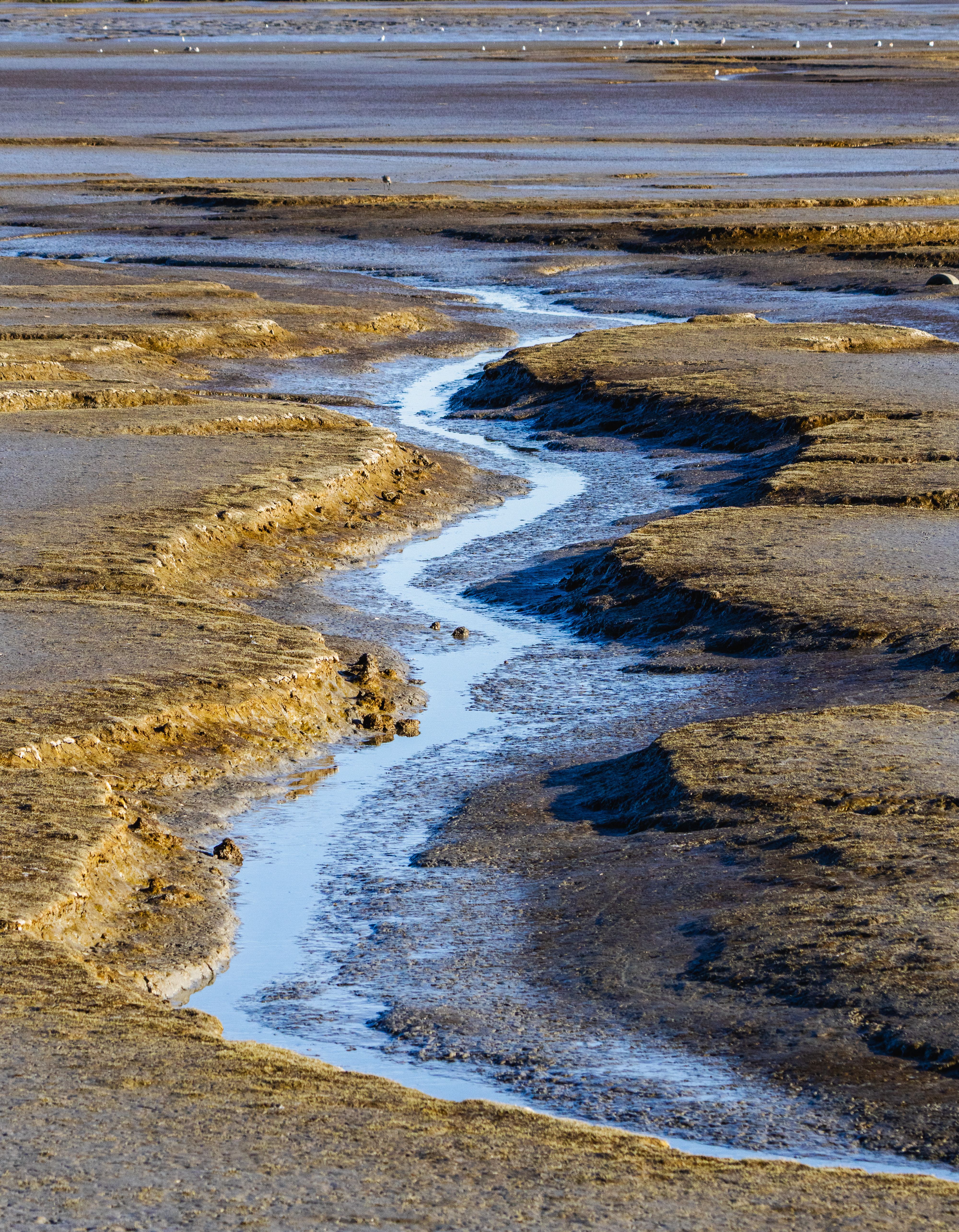 Serpentine Stream in Mudflat Landscape · Free Stock Photo