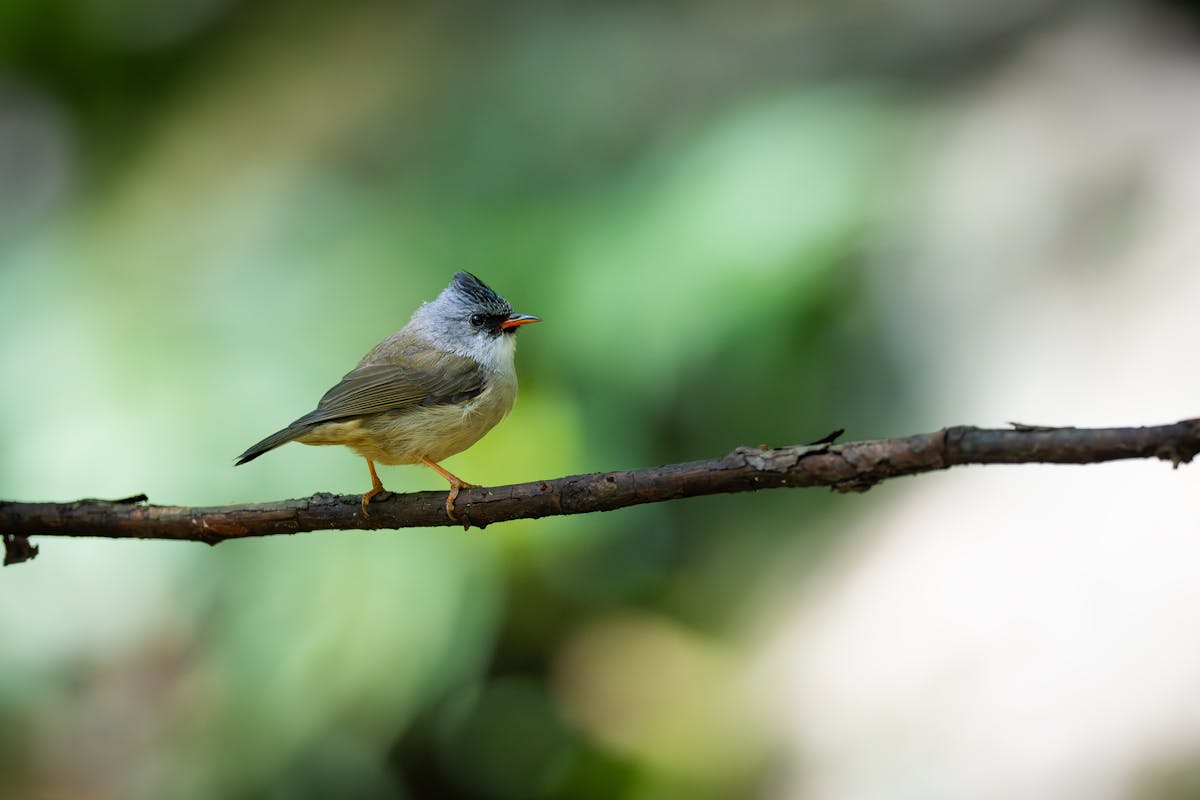 Free+Tuff+Pfp Photos, Download The BEST Free Free+Tuff+Pfp Stock Photos ...