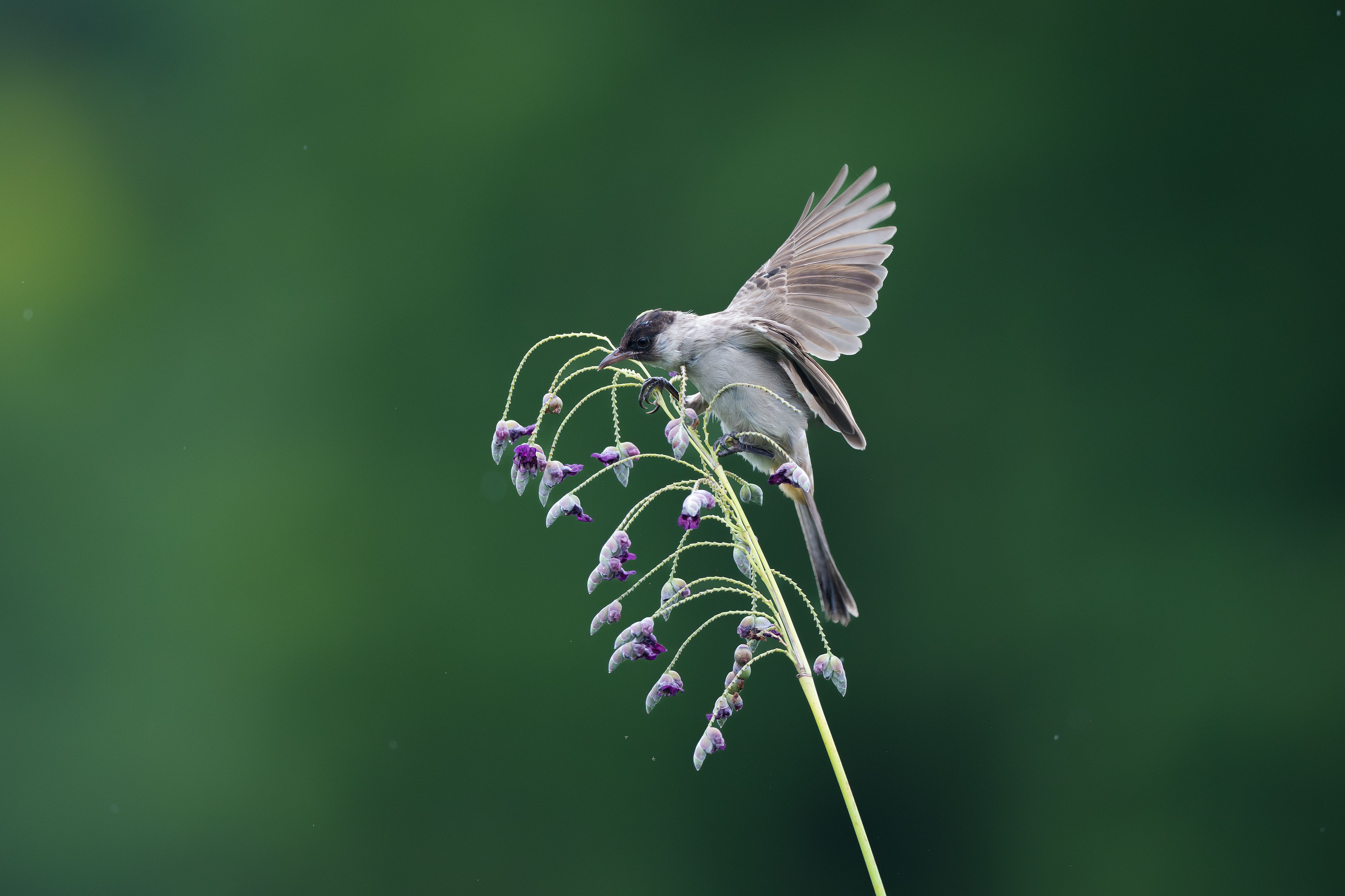 Small Bird Perched on Flower Stem Captured in Nature · Free Stock Photo