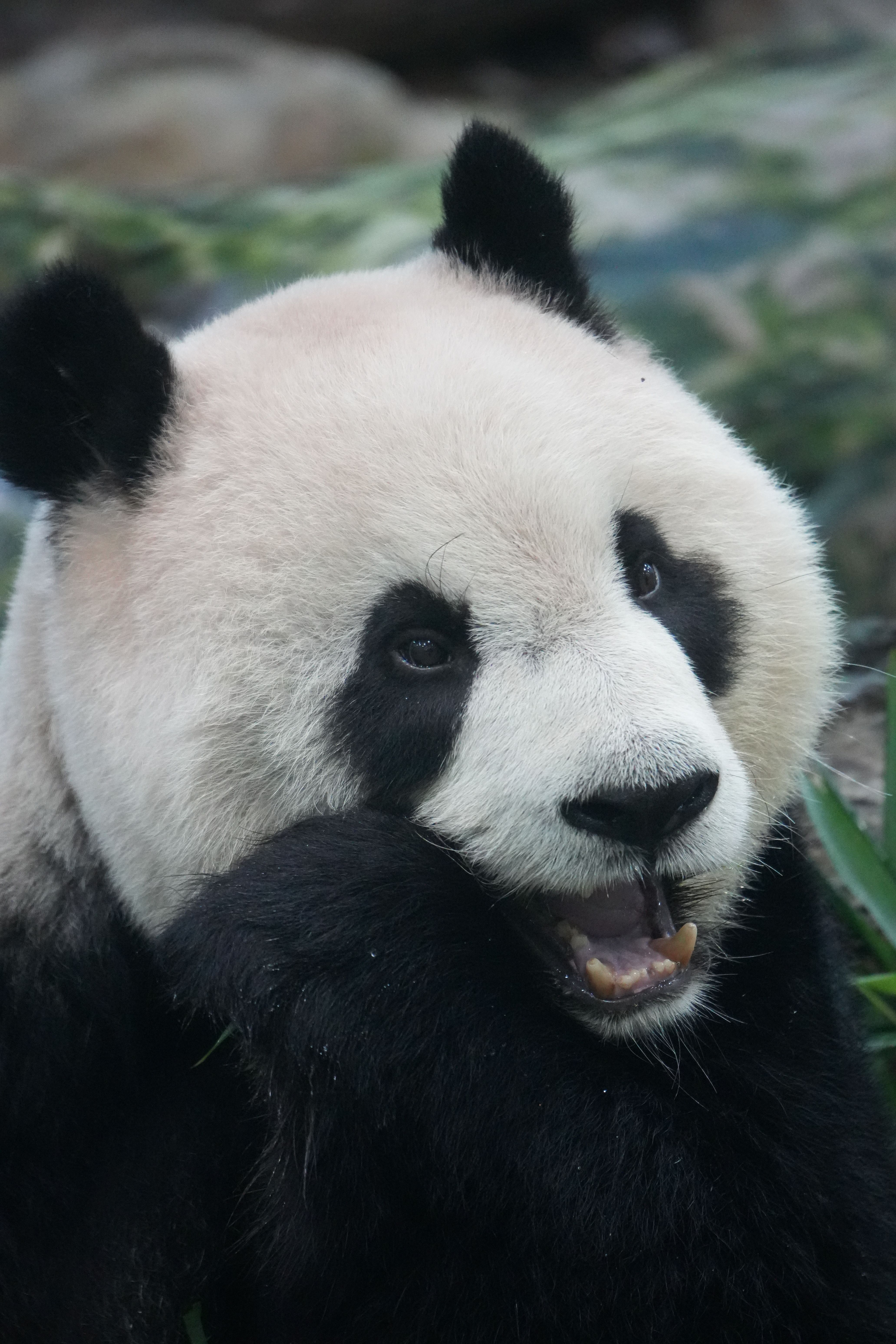 Gros Plan D'un Panda Géant Dans Son Habitat Naturel · Photo gratuite