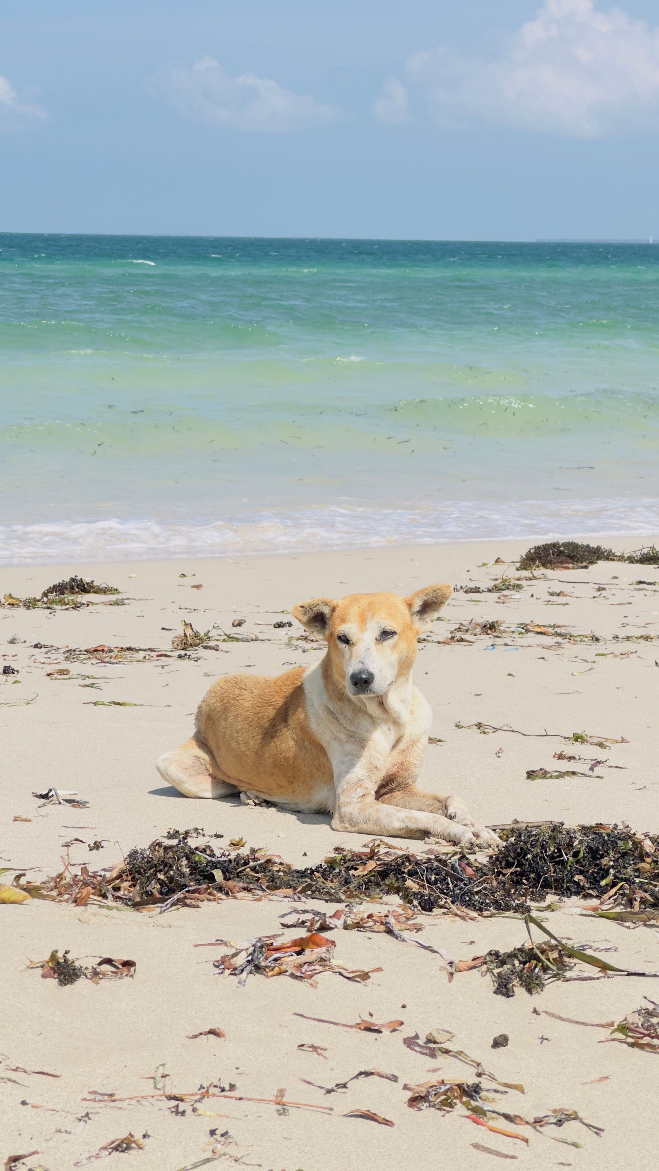 Relaxed Beach Dog on Sandy Shoreline · Free Stock Photo