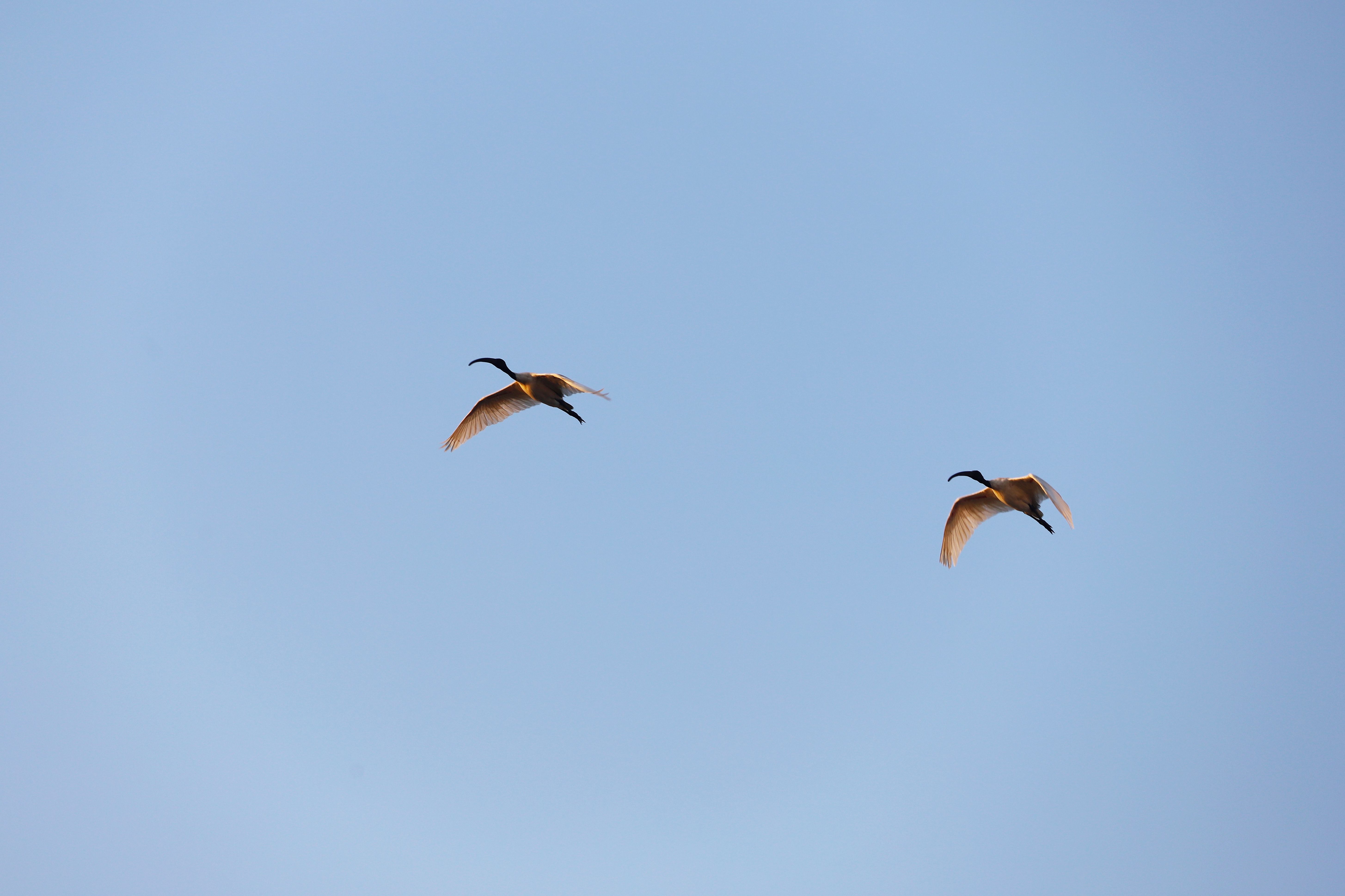 Dos Ibis En Vuelo Contra El Cielo Azul · Foto de stock gratuita