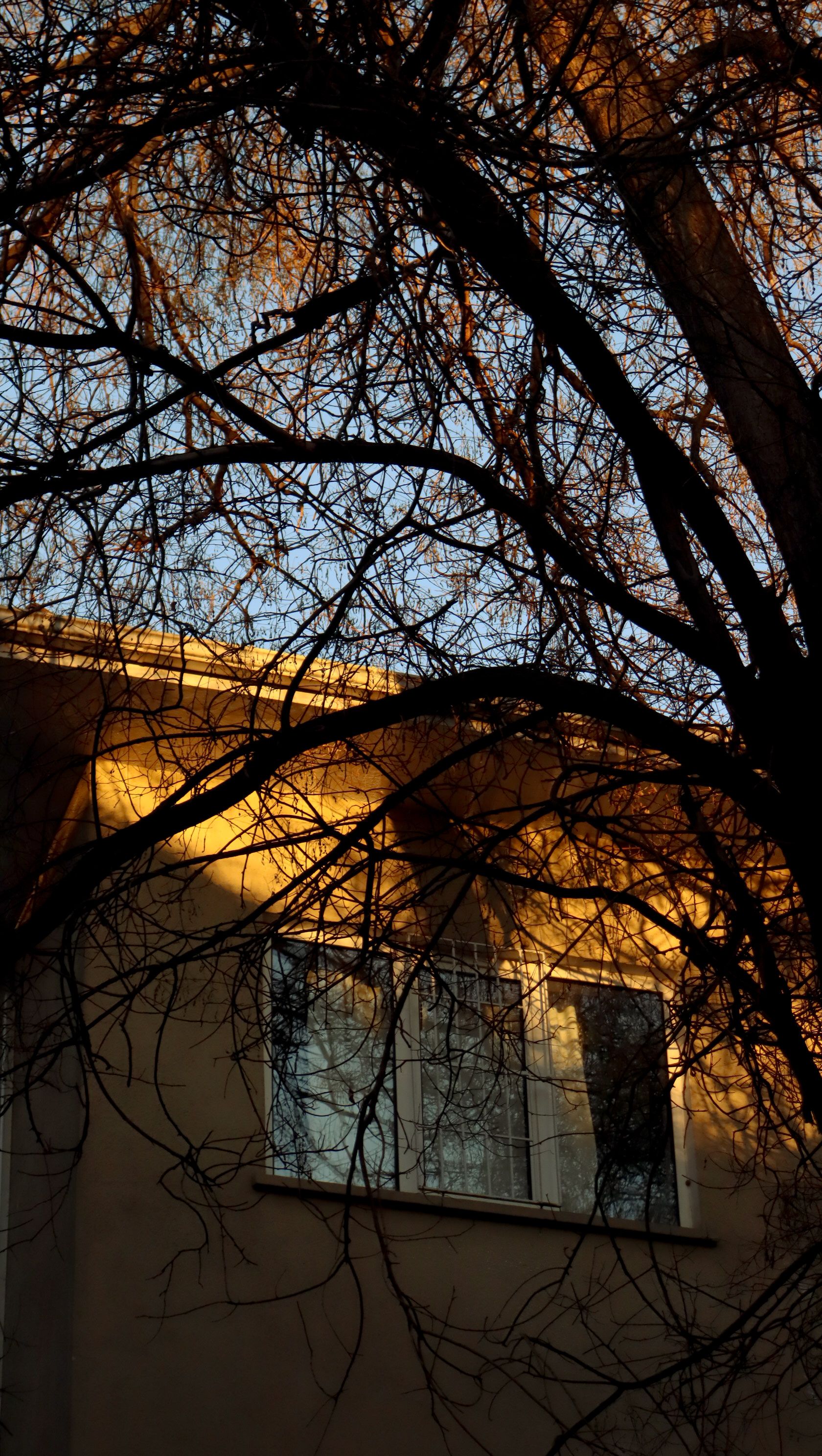 Golden Sunset Through Tree Branches · Free Stock Photo