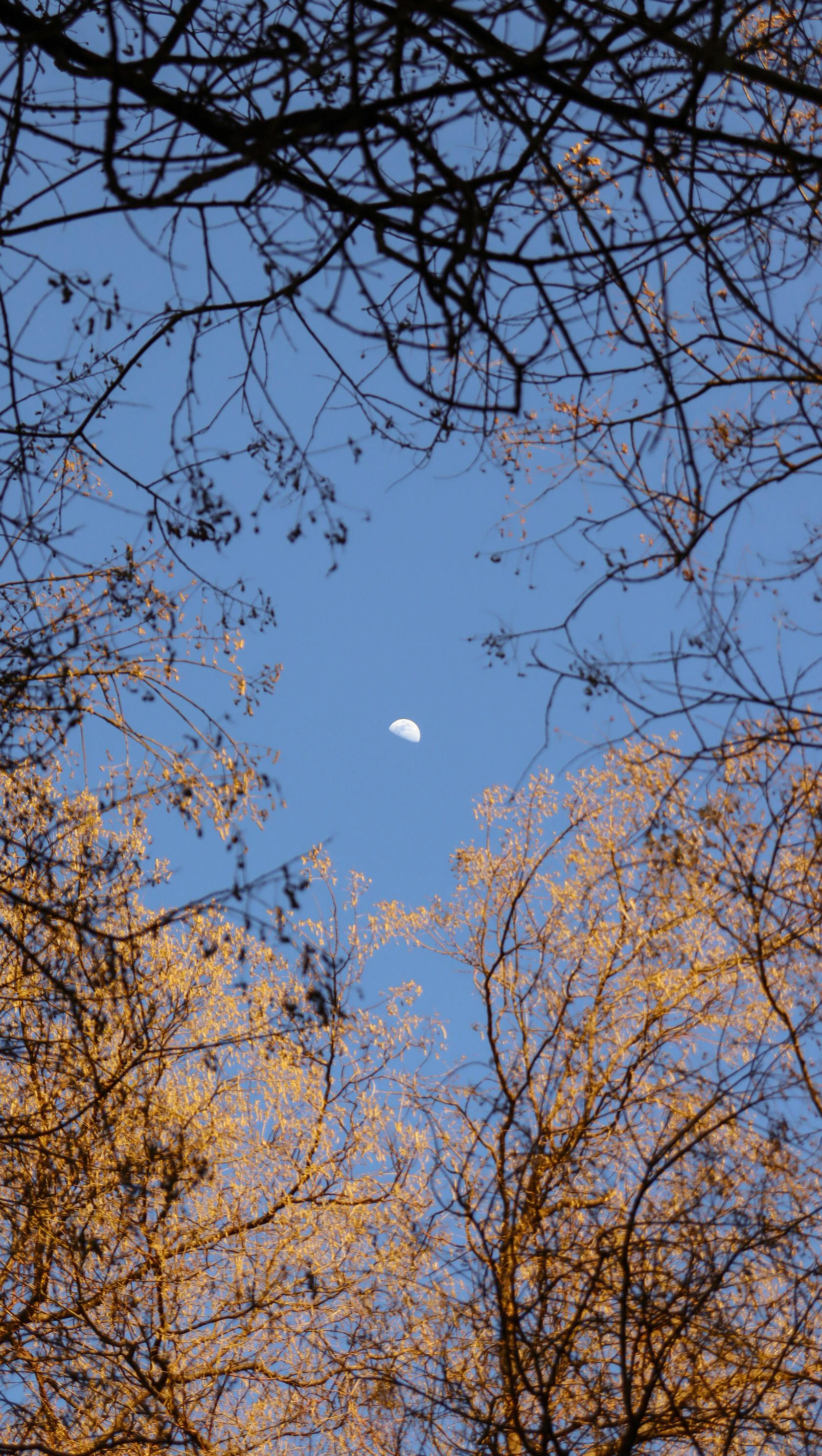 Moonrise Through Autumn Leaves in the Evening Sky · Free Stock Photo