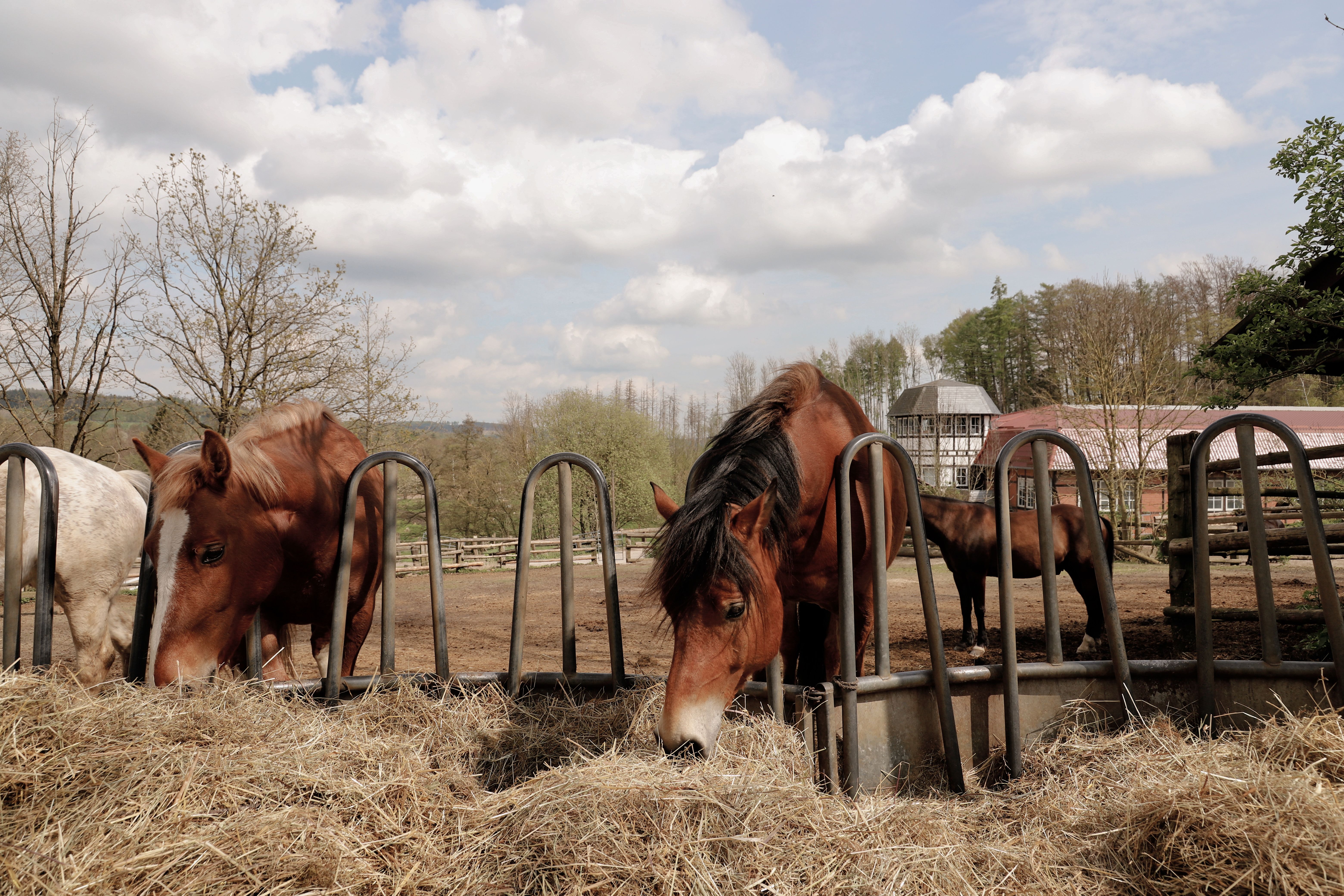 Horses Feeding on Hay at a Rural Farm · Free Stock Photo