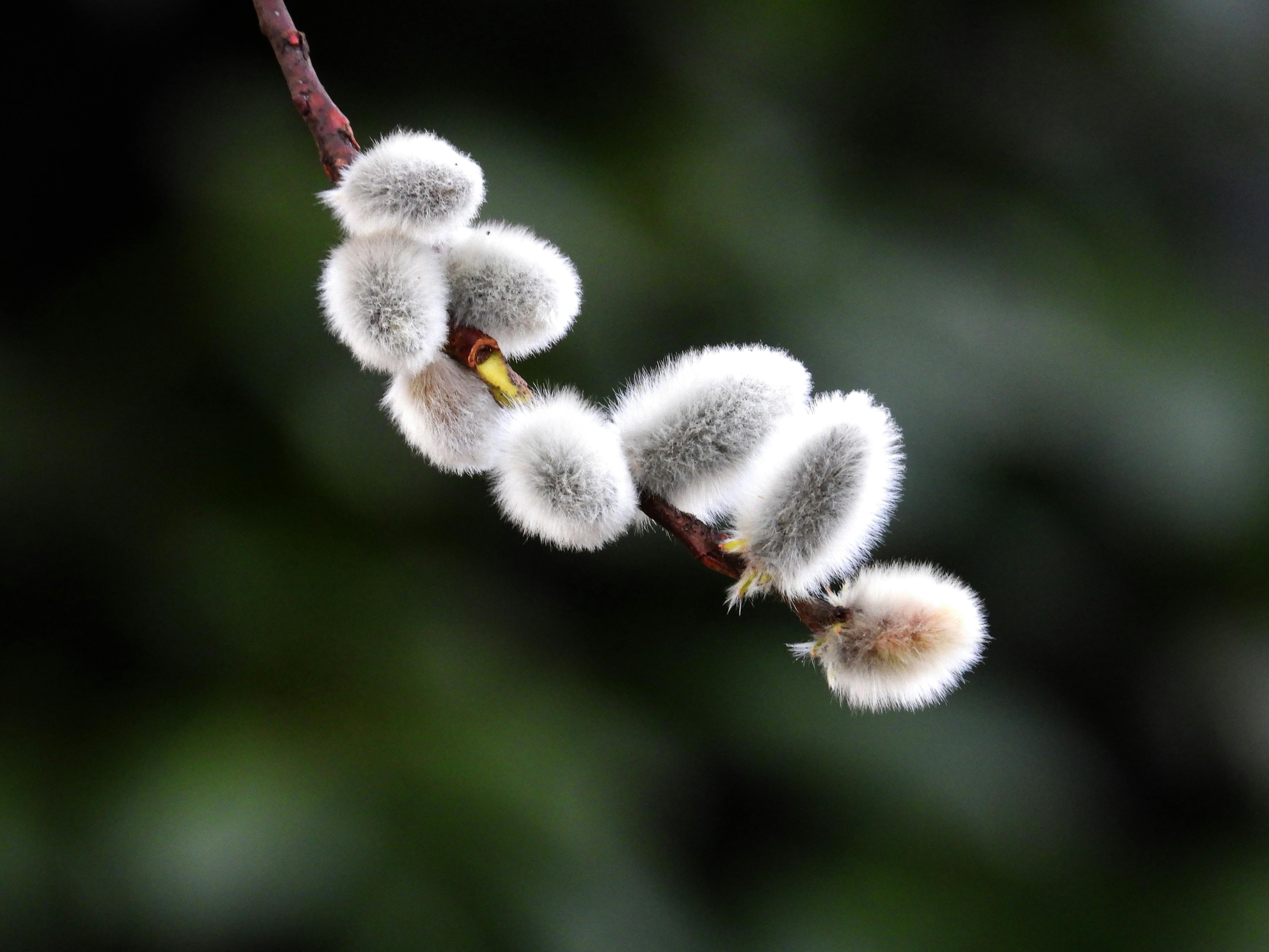 Early Blossom Photos, Download The BEST Free Early Blossom Stock Photos ...