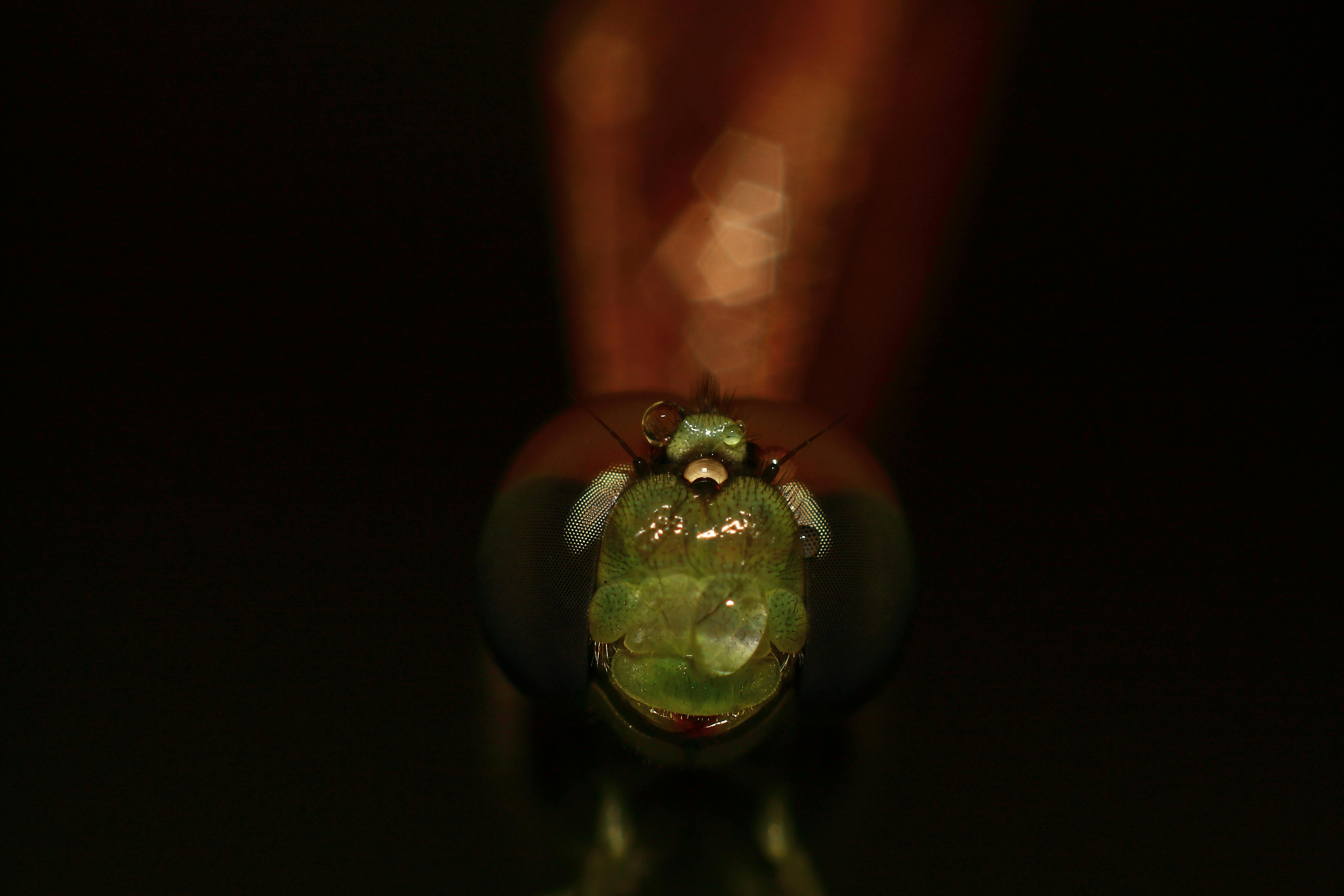 Fotografi Makro Mata Capung Dan Tetesan Air · Foto Stok Gratis