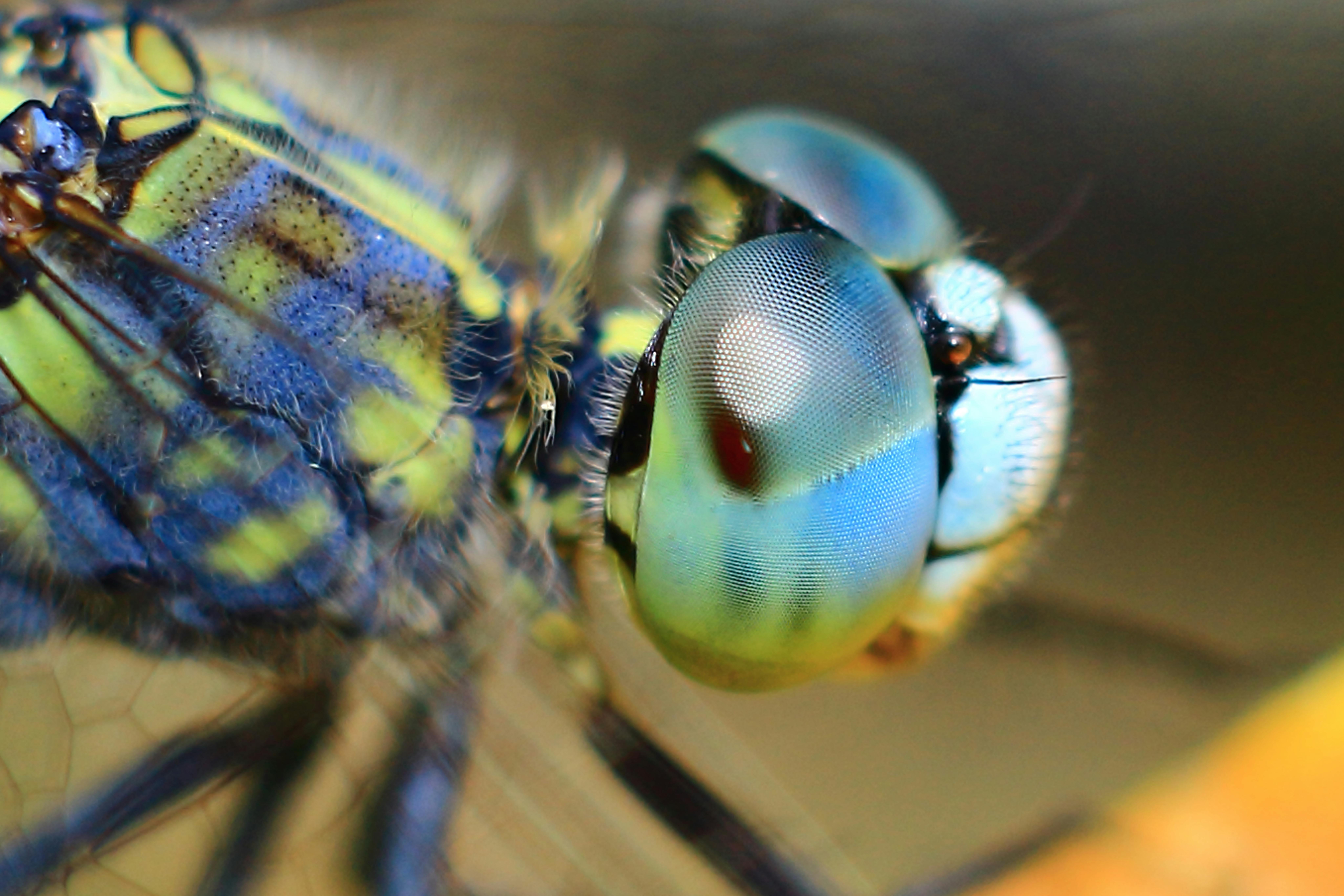 Macro Close-Up of a Blue Dragonfly Eye · Free Stock Photo