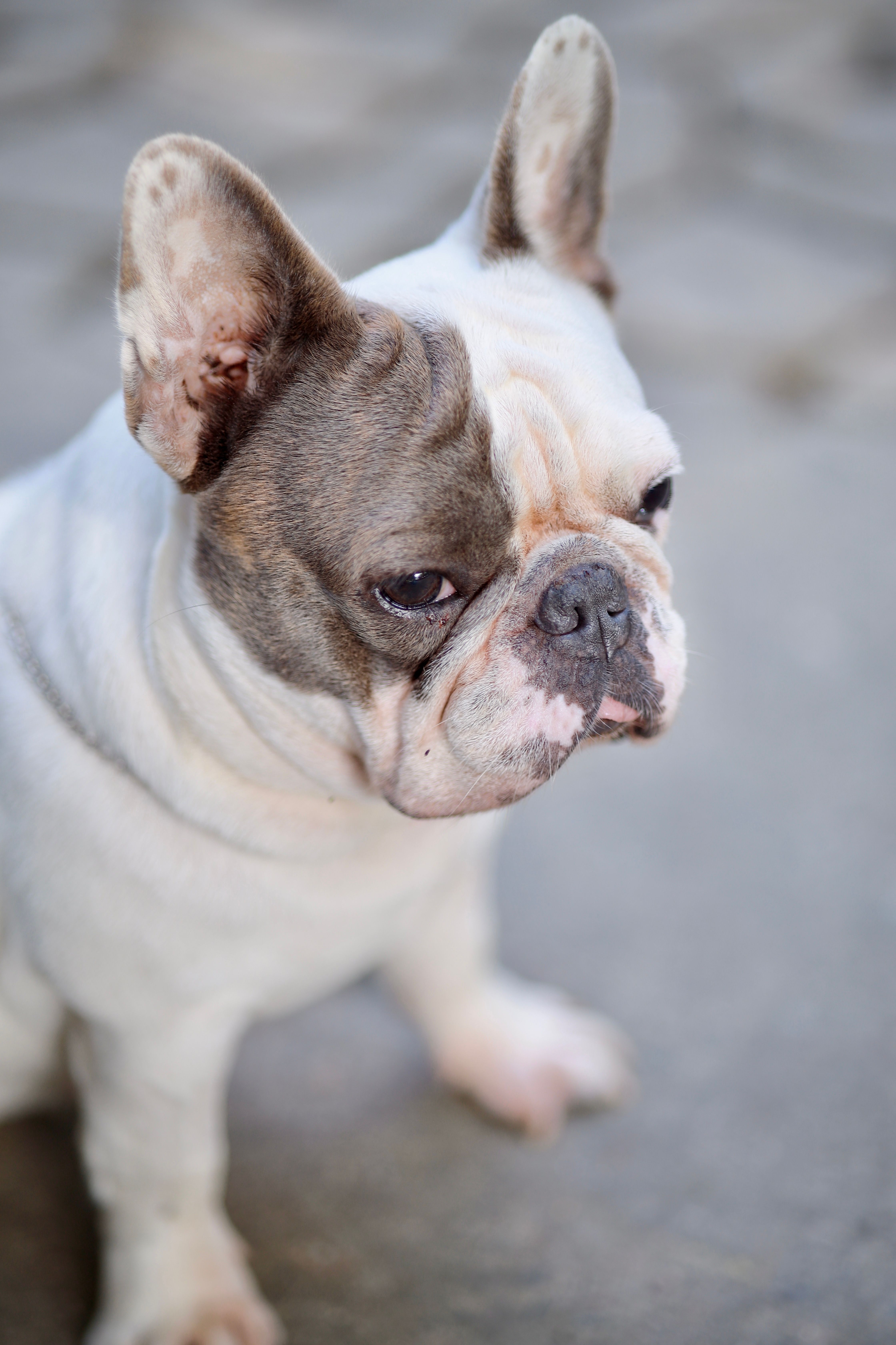 Dog With Ears Photos, Download The BEST Free Dog With Ears Stock Photos ...