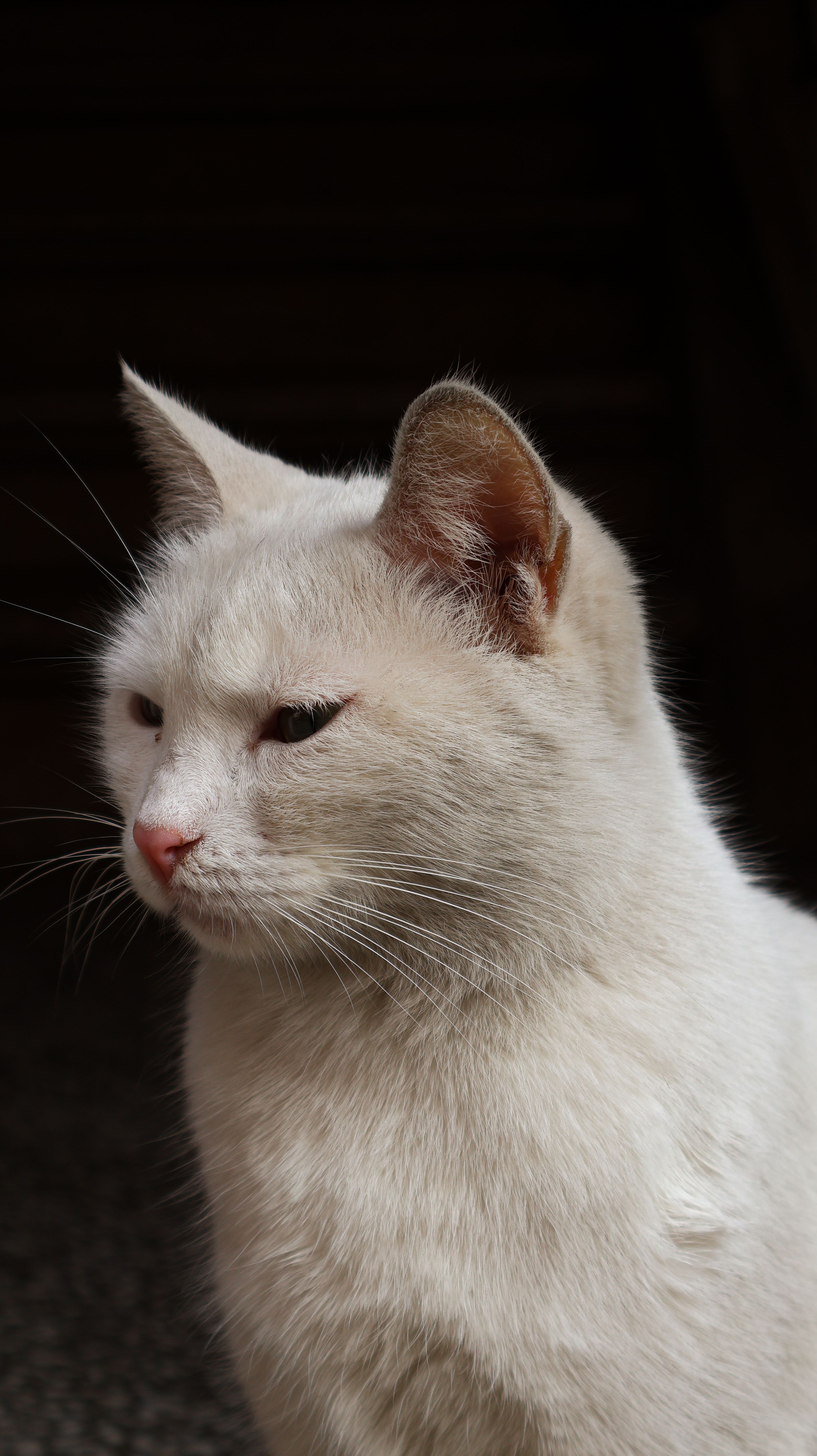 White Cat Stock Photos, Download The BEST Free White Cat Stock Stock ...