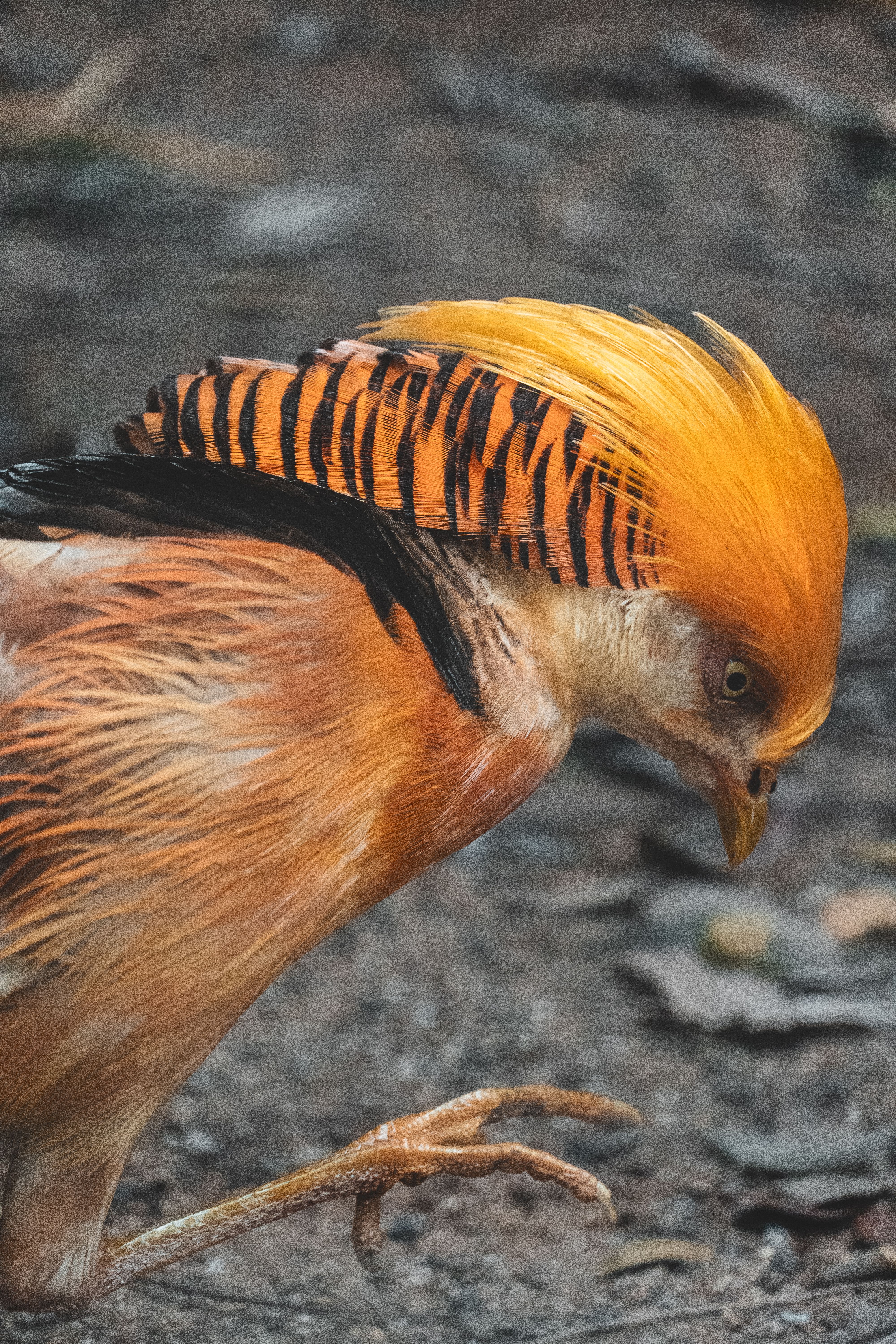 Golden Pheasant in Natural Habitat Outdoors · Free Stock Photo