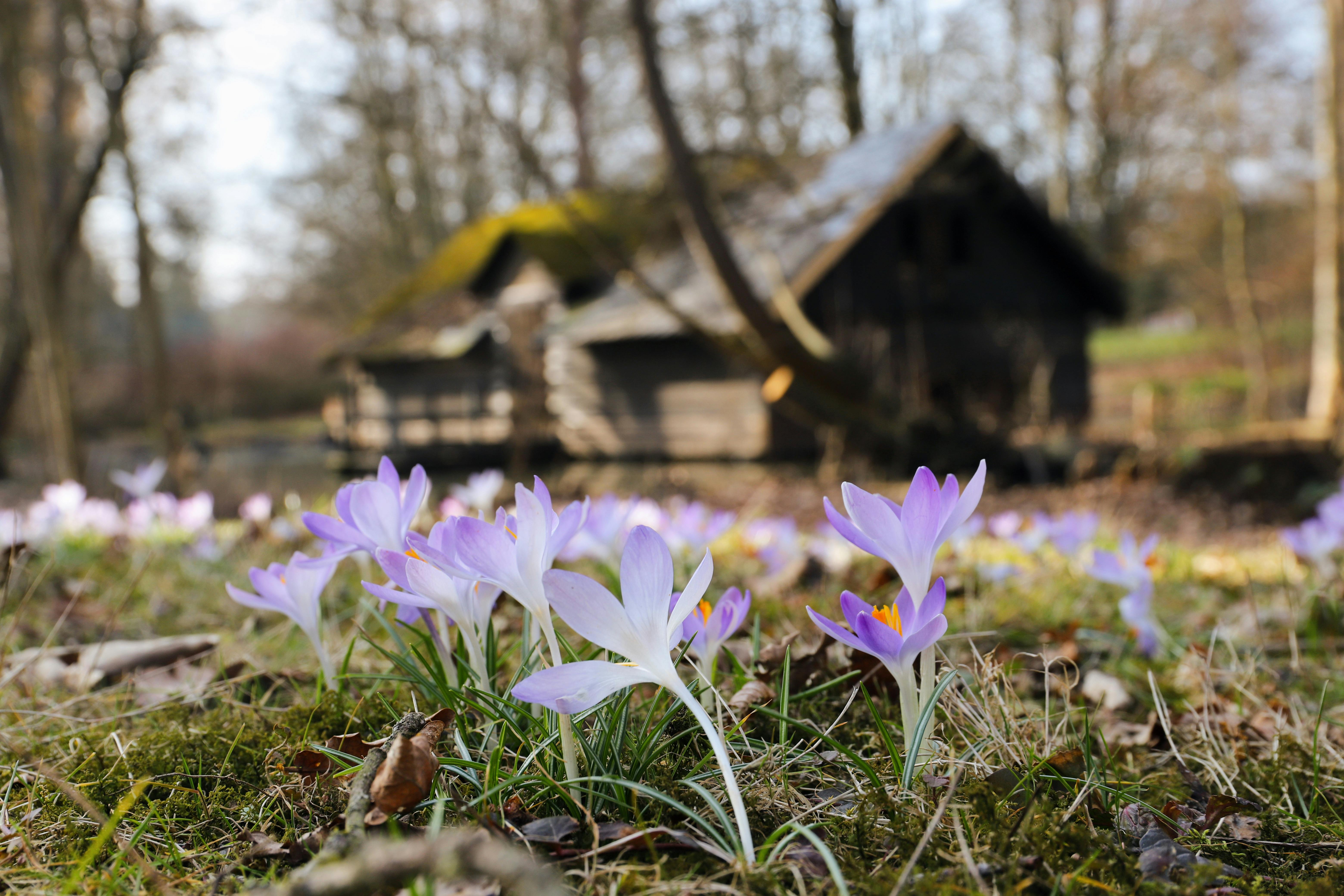 Charming Spring Meadow with Blooming Crocuses · Free Stock Photo