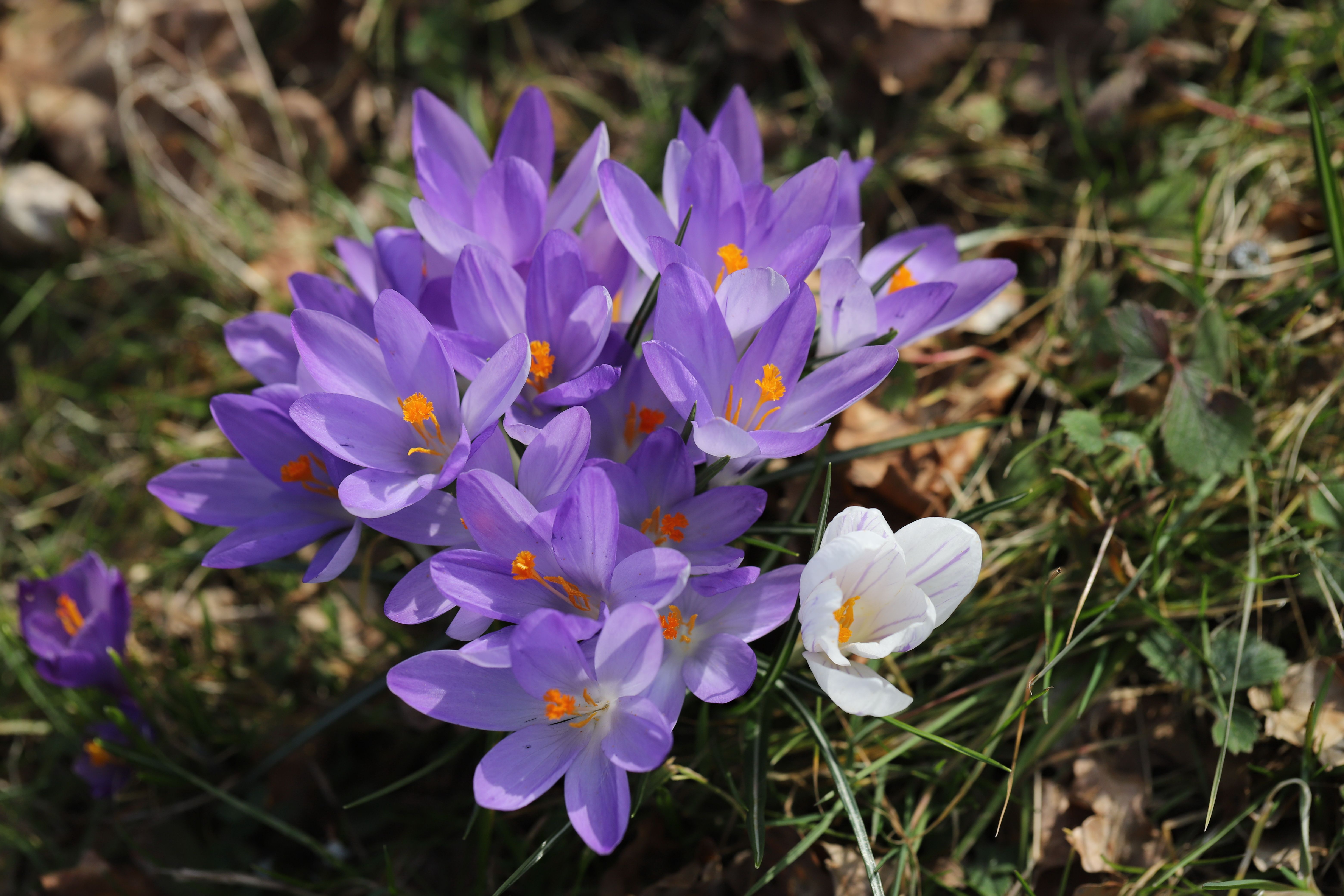 Vibrant Purple and White Crocuses in Bloom · Free Stock Photo