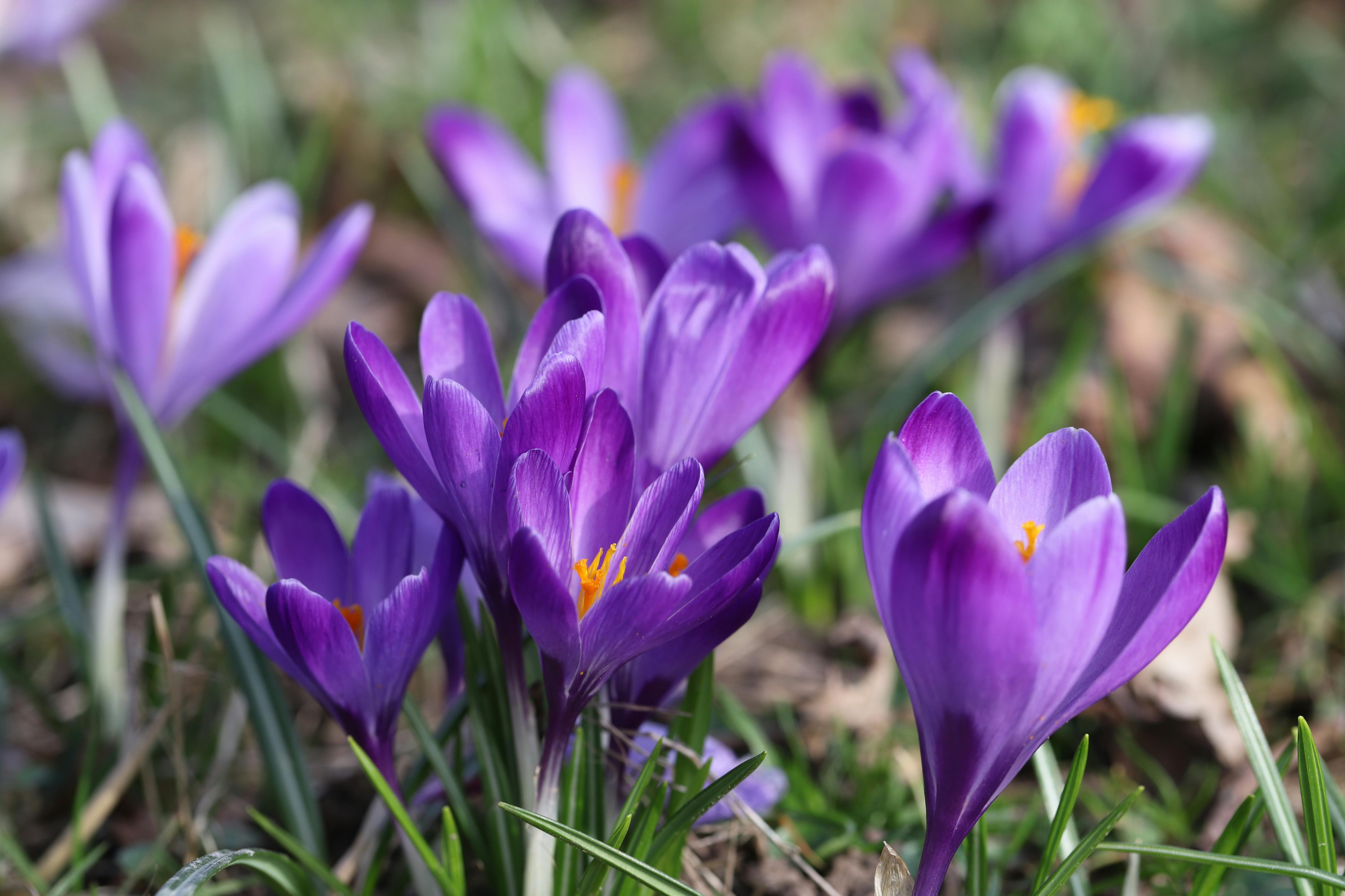 Purple Crocuses Blooming in Spring Meadow · Free Stock Photo