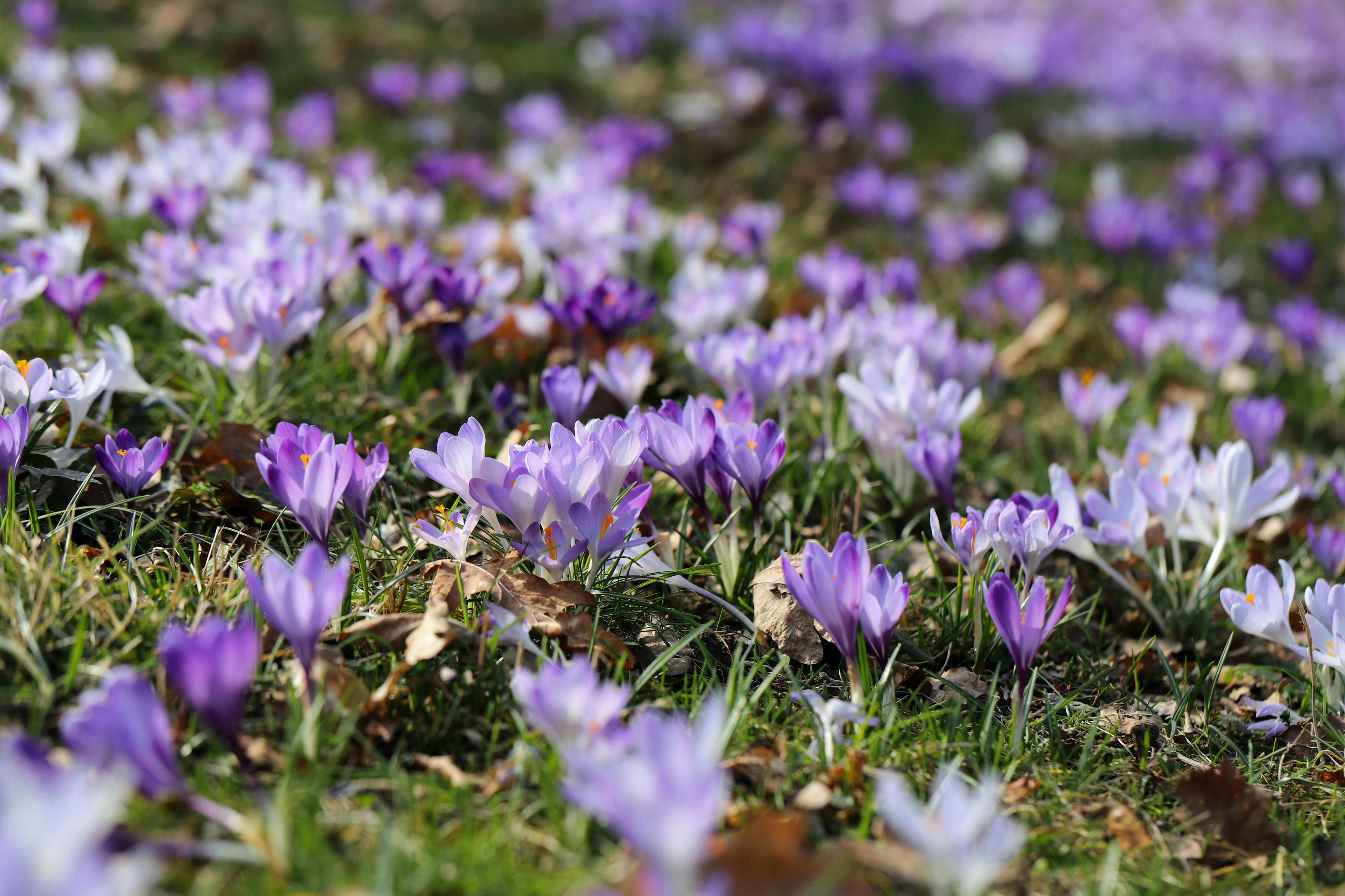 Person Outside With Crocuses Photos, Download The BEST Free Person ...