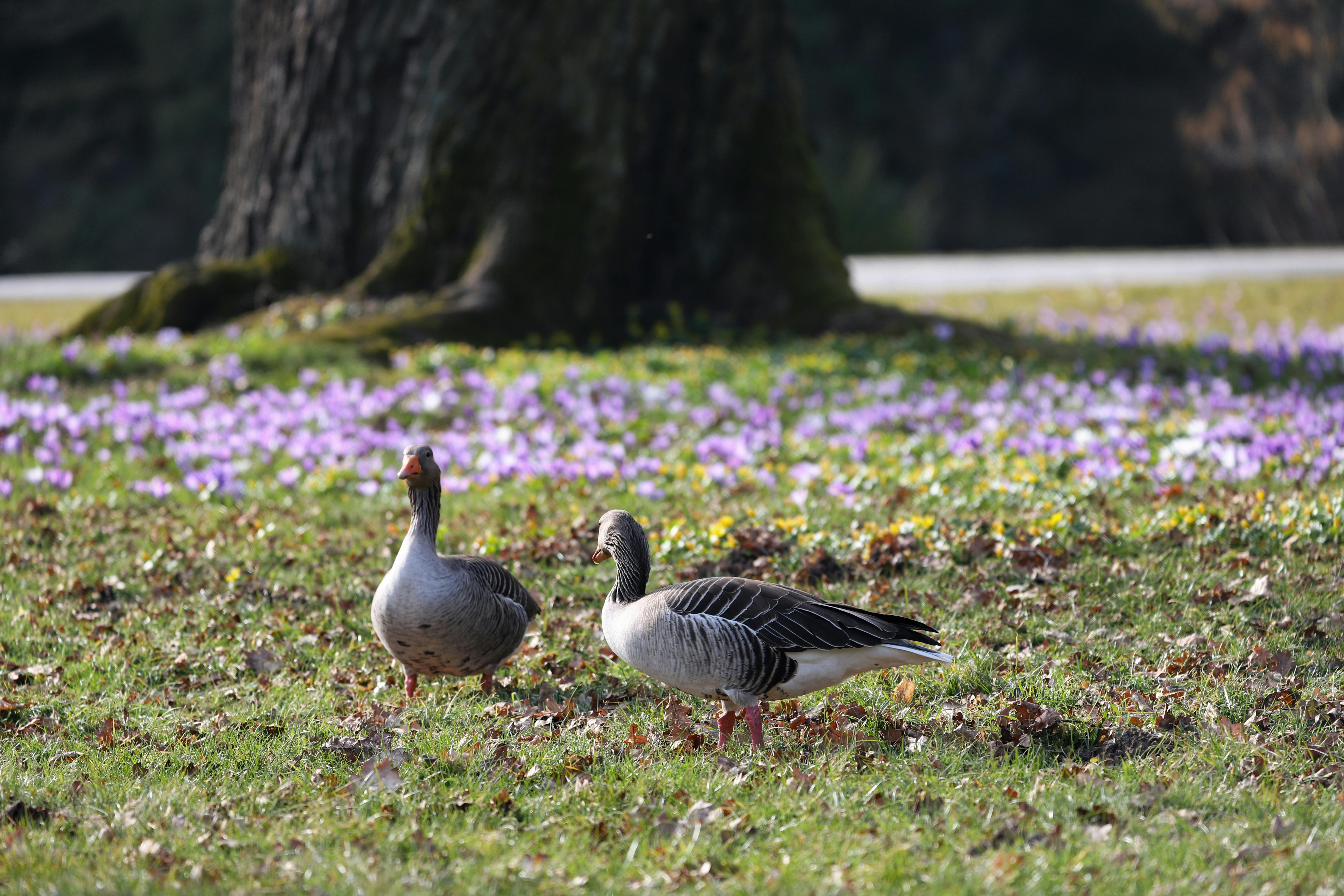 Forest Goose Photos, Download The BEST Free Forest Goose Stock Photos ...