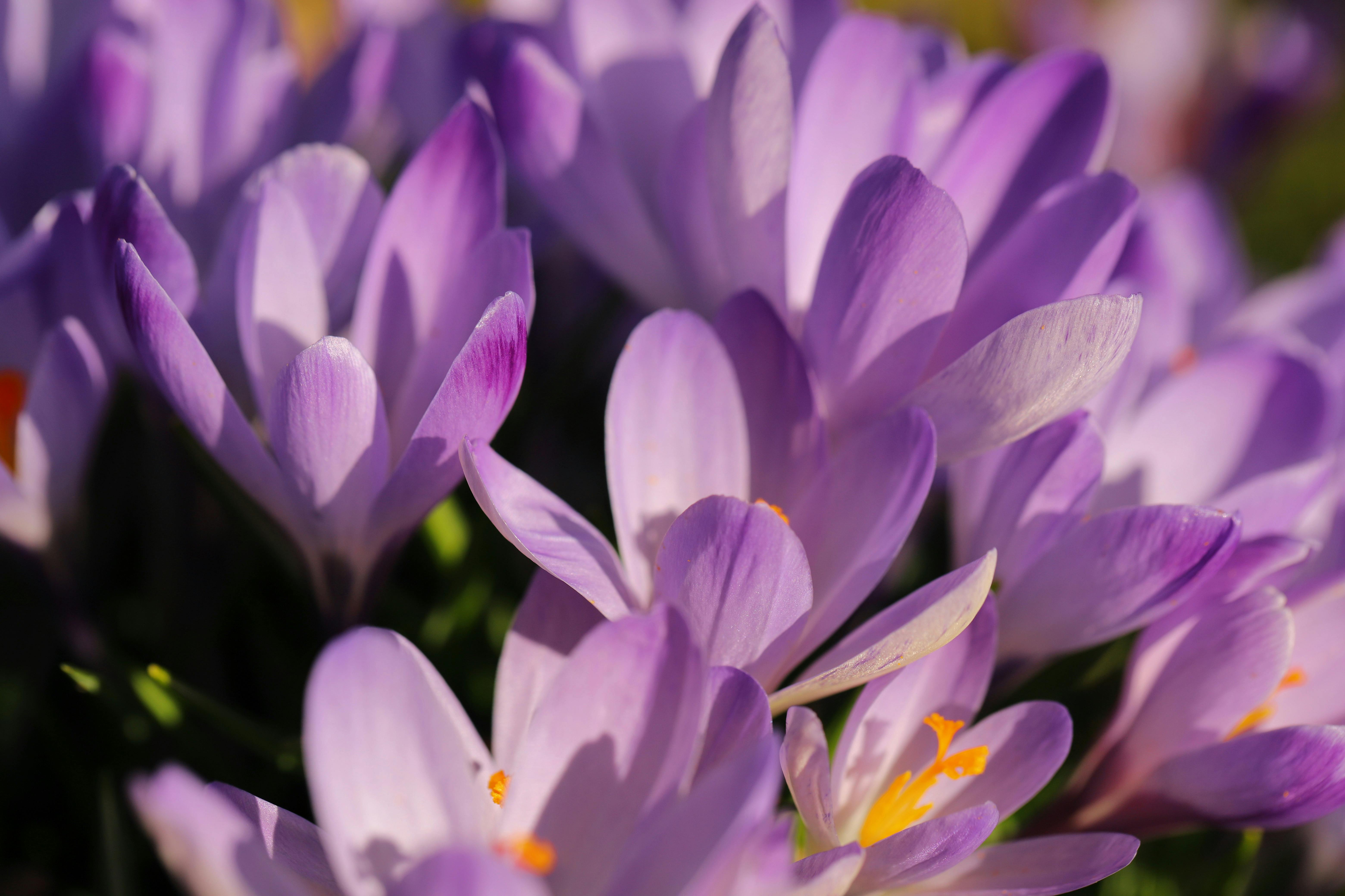 Grow Flora Photos, Download The BEST Free Grow Flora Stock Photos & HD ...