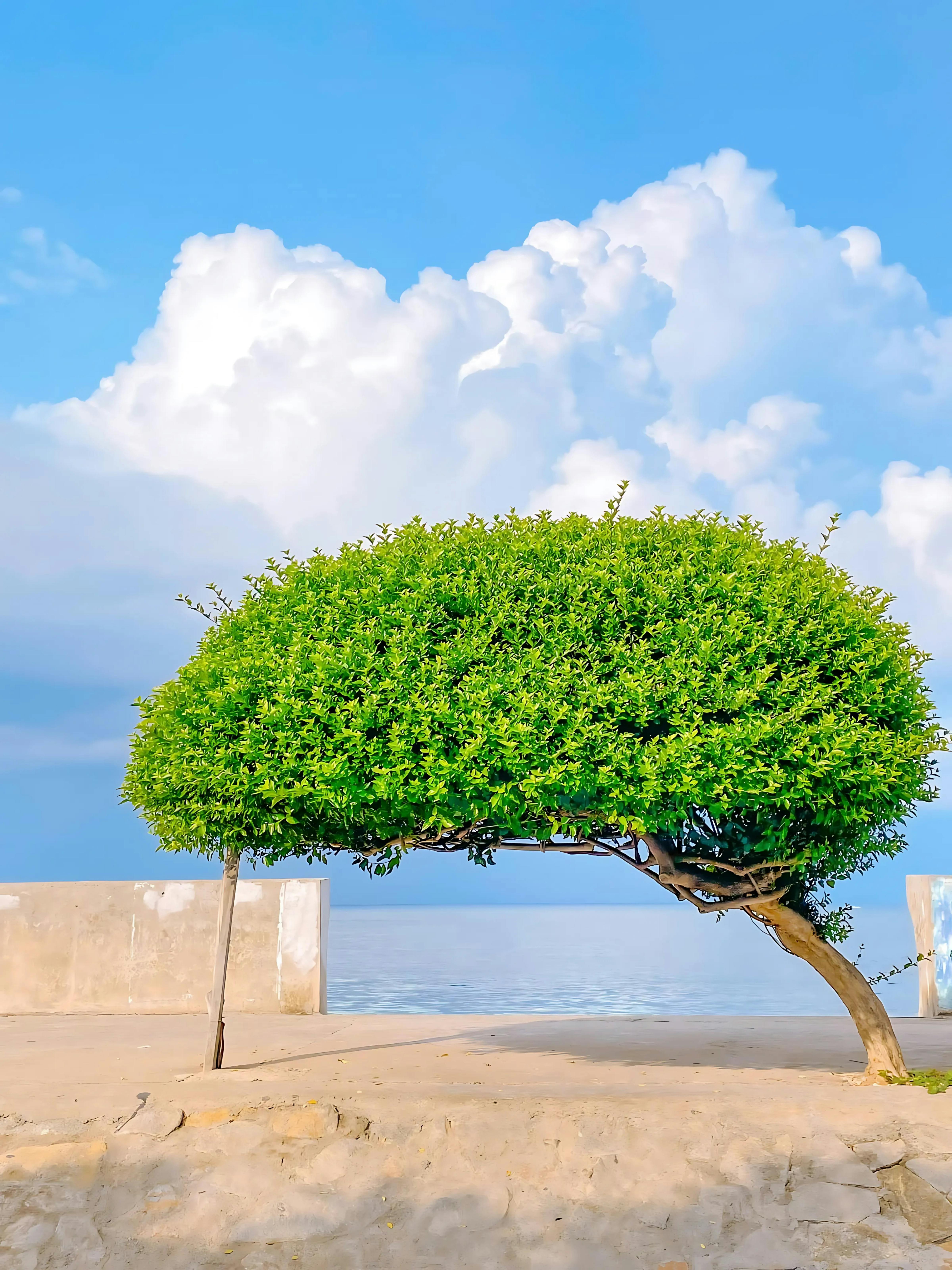 Rounded Tree Photos, Download The BEST Free Rounded Tree Stock Photos ...