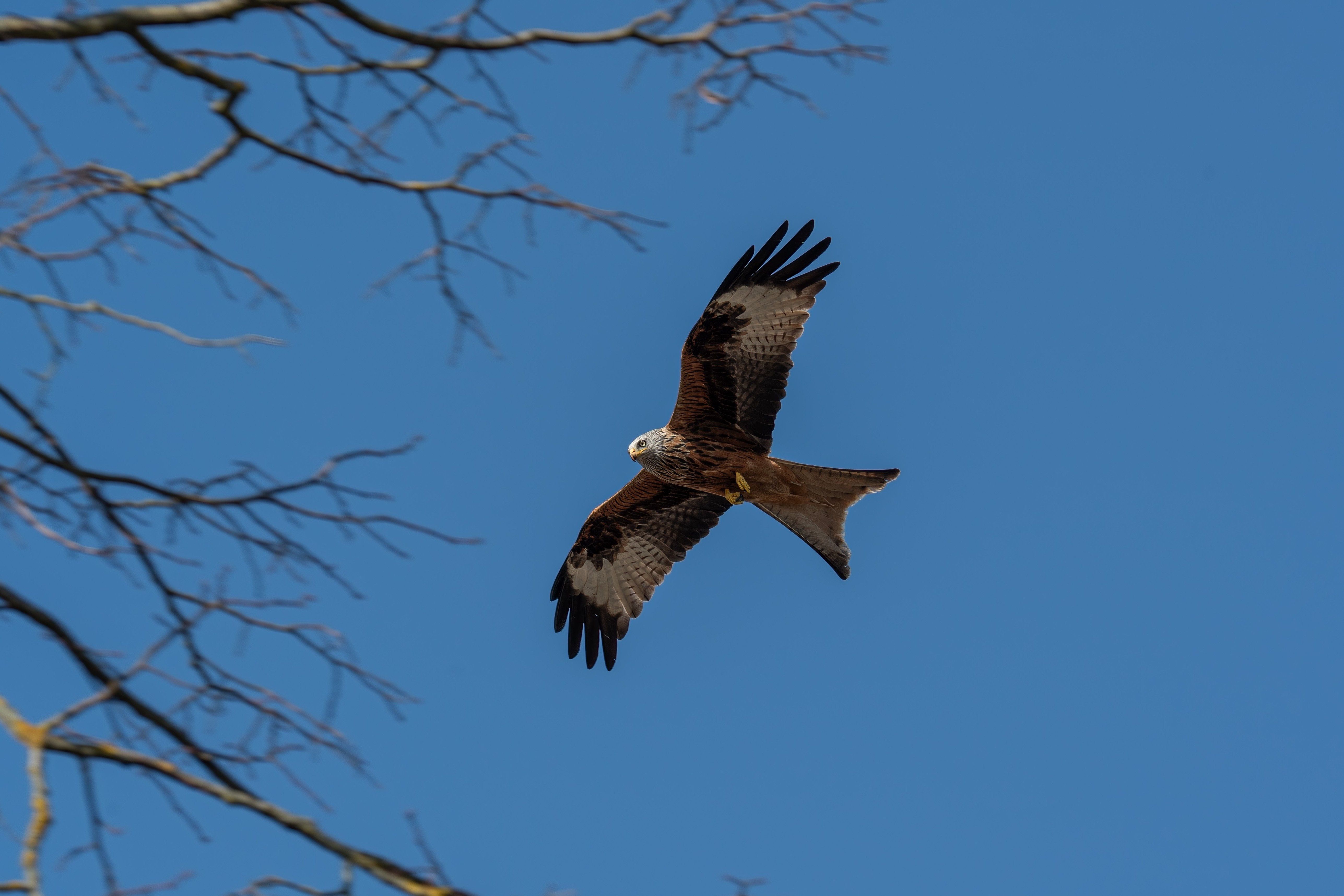 Majestic Red Kite in Flight Across Clear Blue Sky · Free Stock Photo