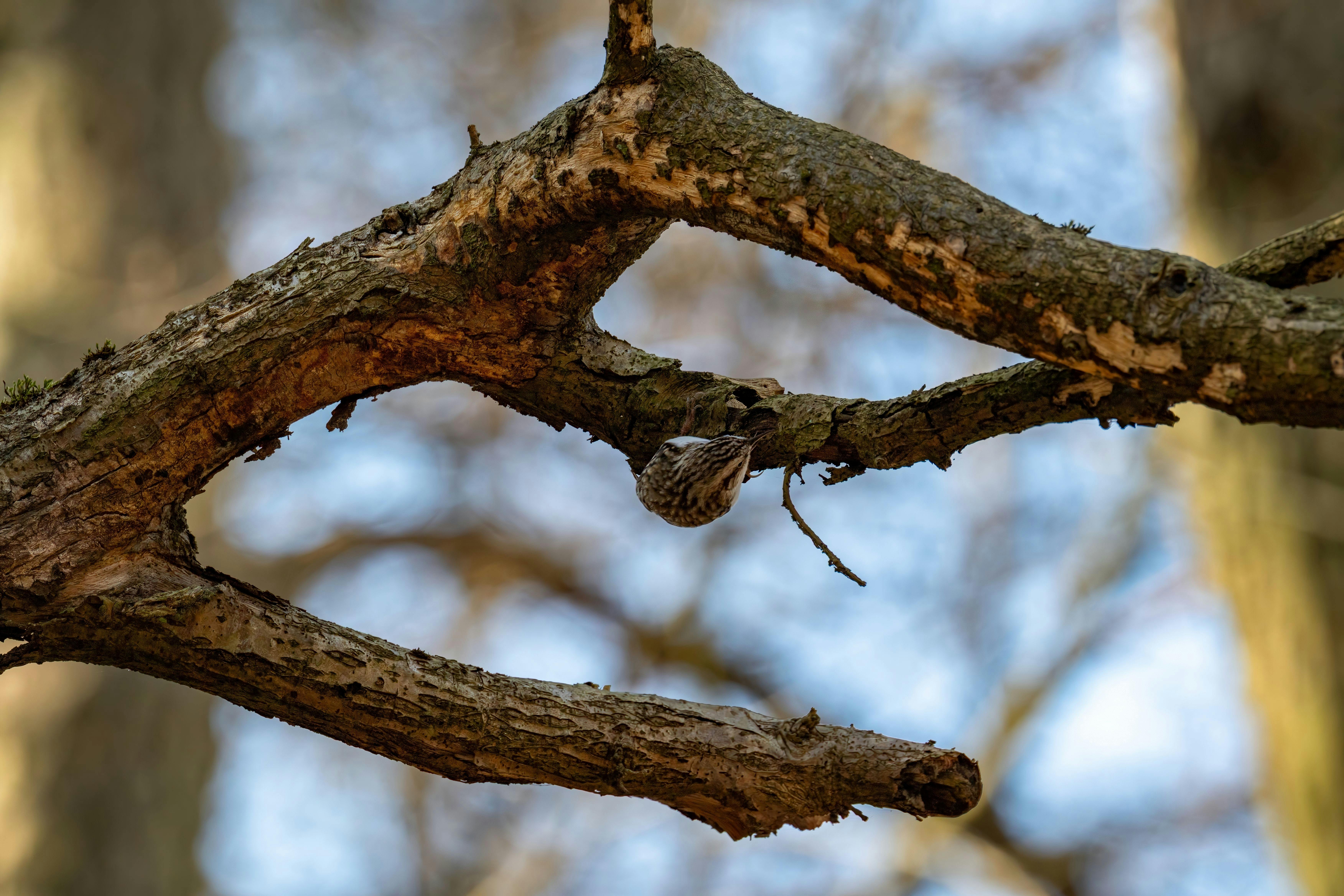 Limbing Tree Photos, Download The BEST Free Limbing Tree Stock Photos ...