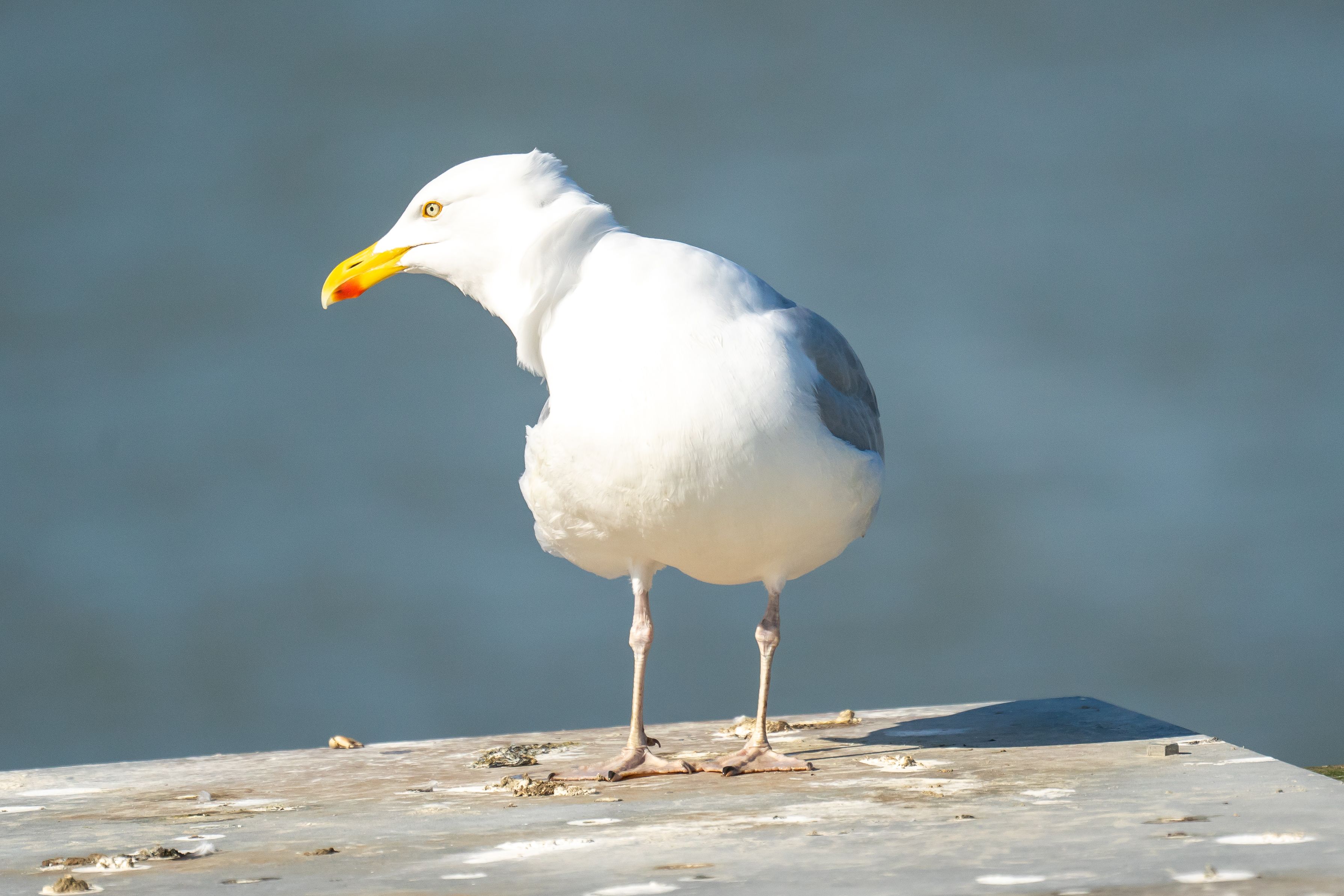 Seagull Standing on Pier with Ocean Background · Free Stock Photo