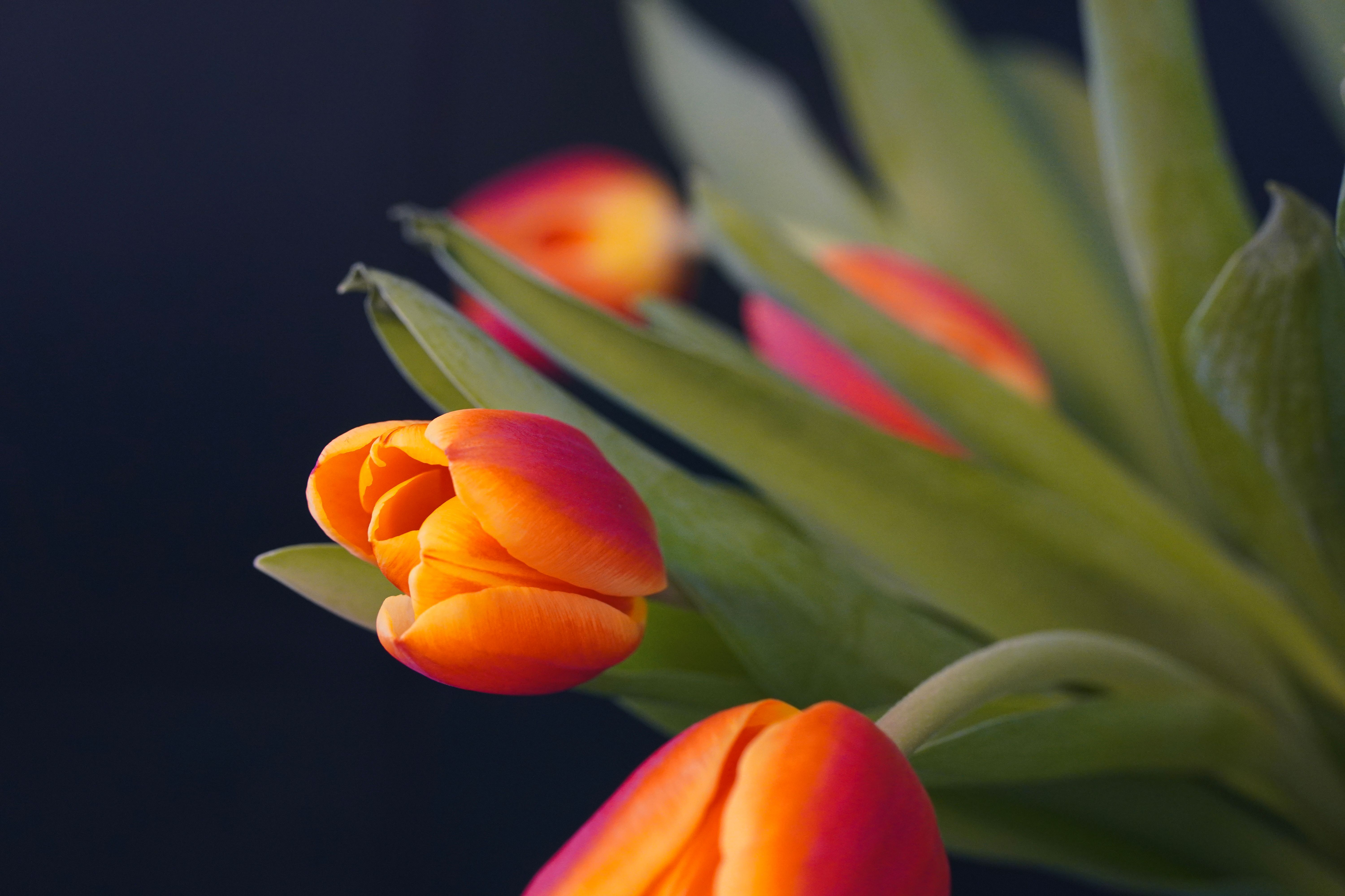 Vibrant Orange and Red Tulips Closeup · Free Stock Photo