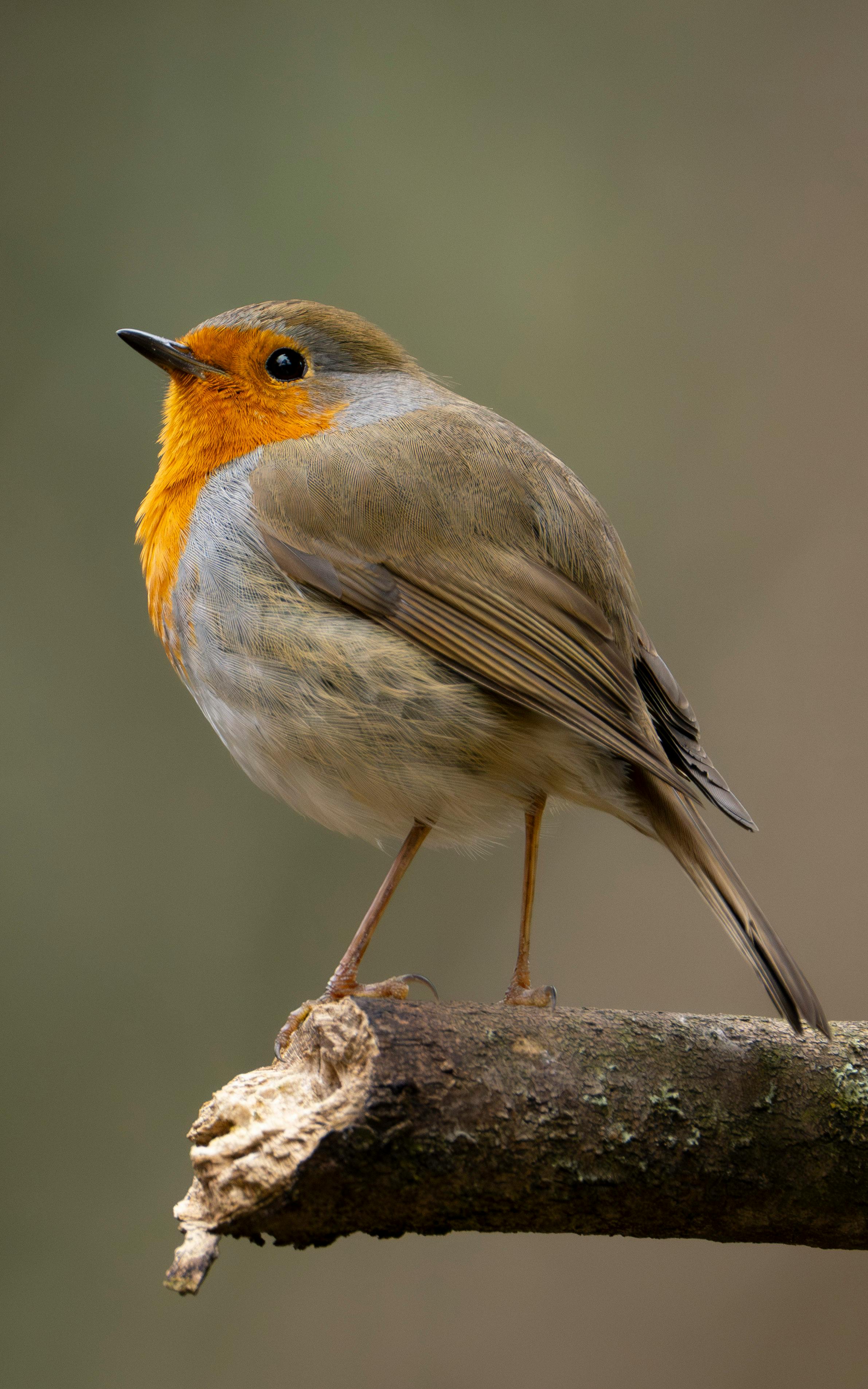 Close-up of a European Robin on a Branch · Free Stock Photo