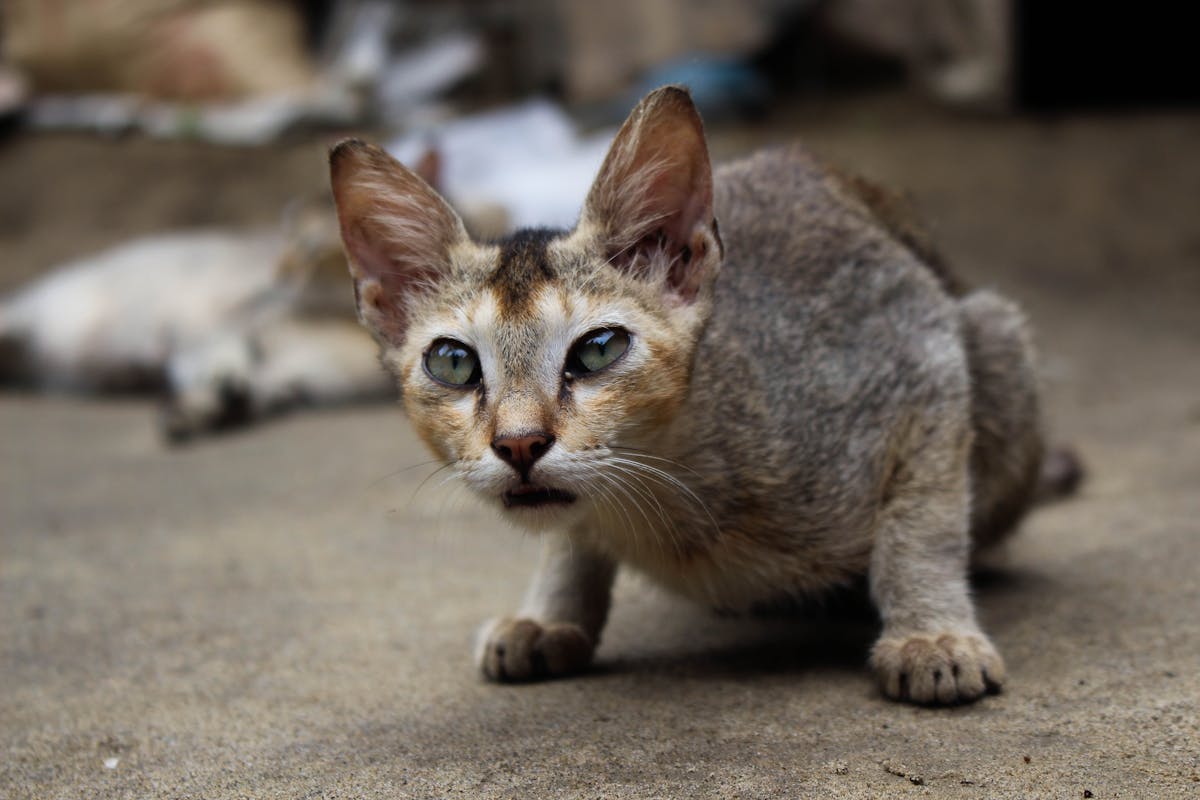 Cat Pfp Photos, Download The BEST Free Cat Pfp Stock Photos & HD Images