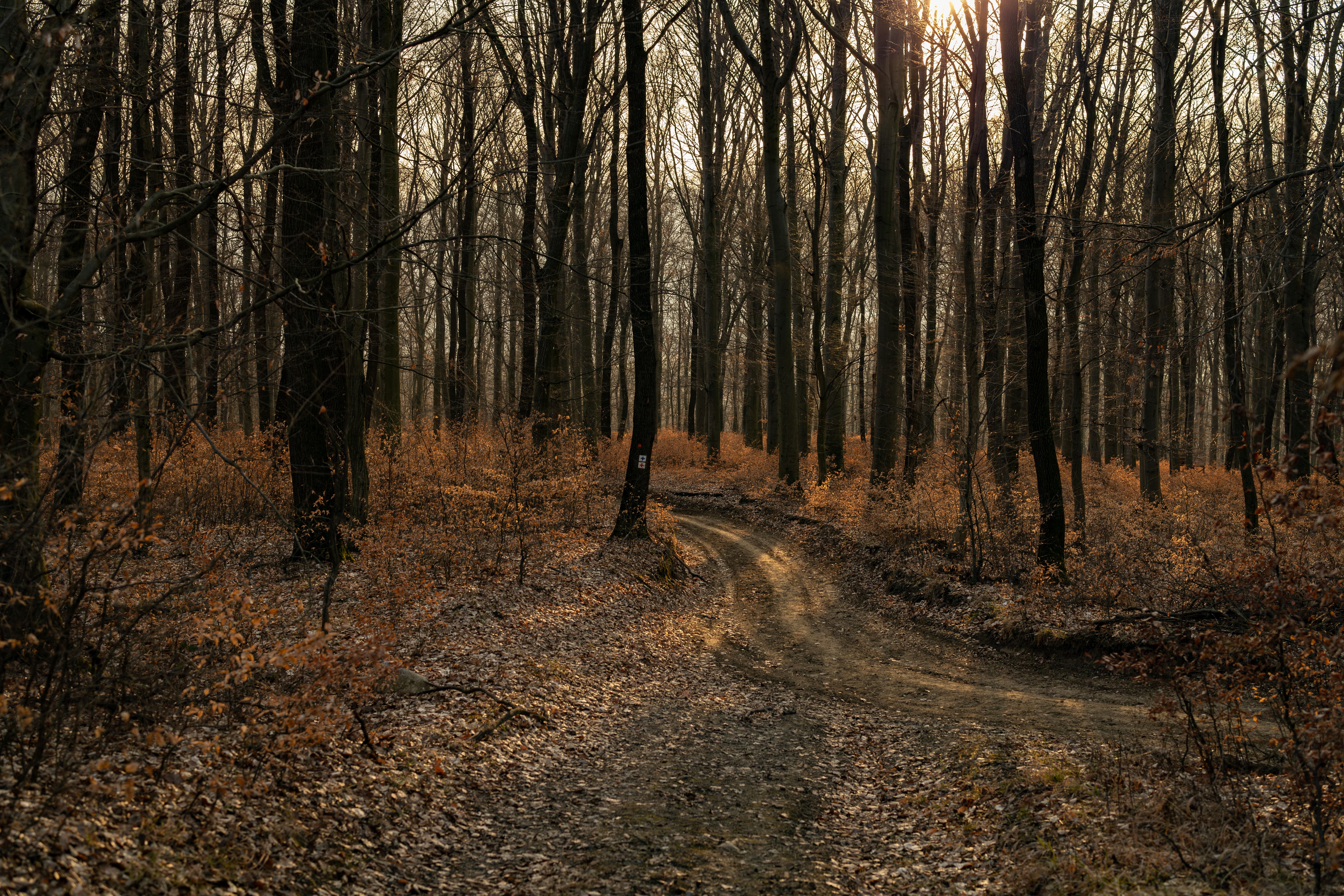 Serene Dirt Path Through Autumn Forest · Free Stock Photo