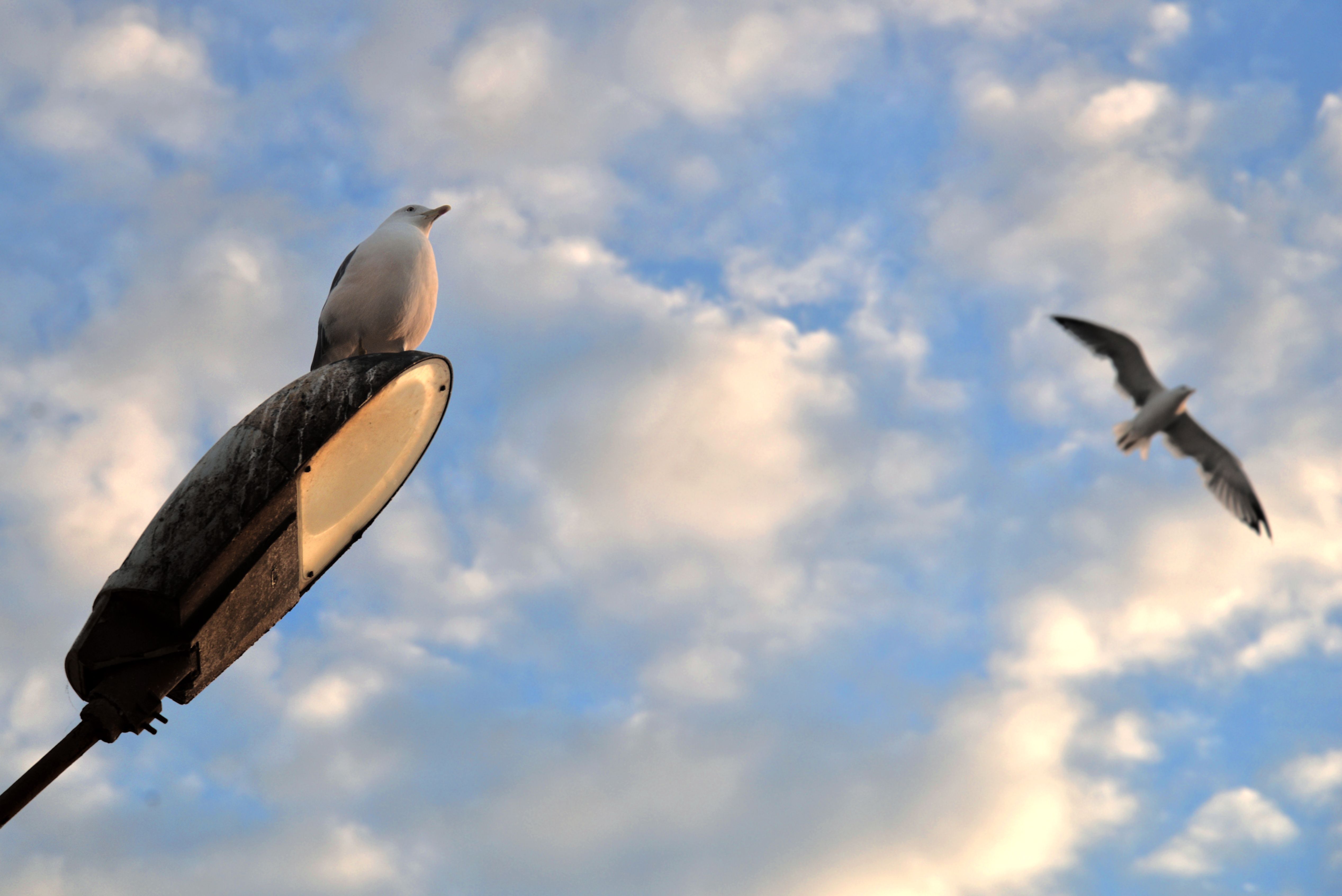 Animals Of The Sky Photos, Download The BEST Free Animals Of The Sky ...