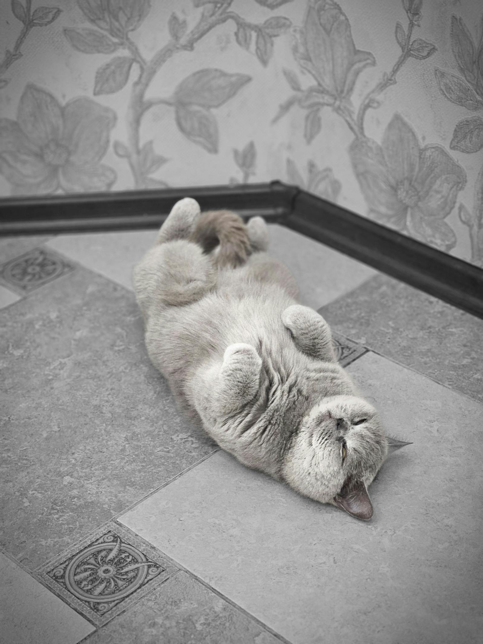 Cat Pfp Photos, Download The BEST Free Cat Pfp Stock Photos & HD Images