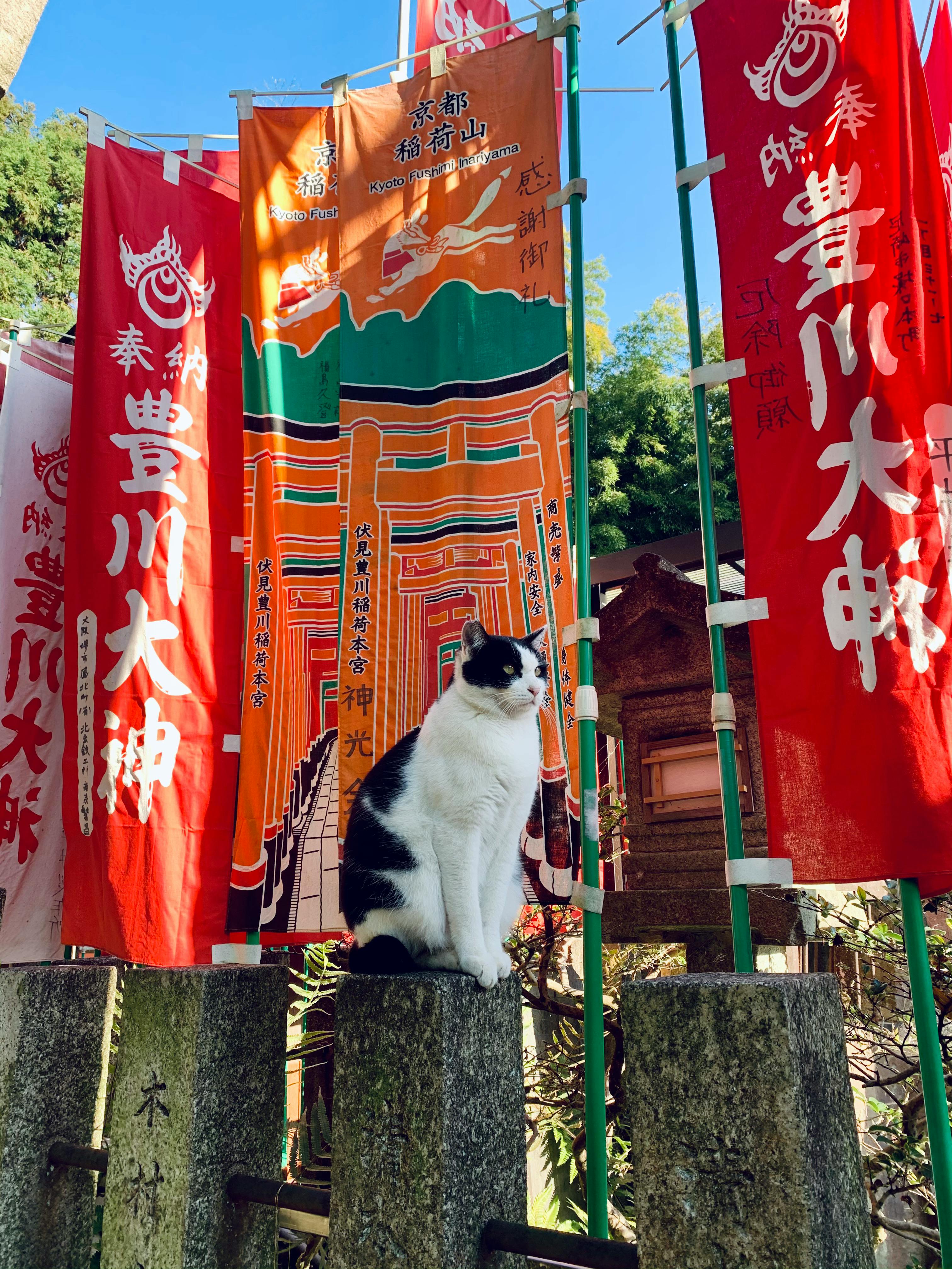 Cat at Fushimi Inari Shrine with Colorful Banners · Free Stock Photo