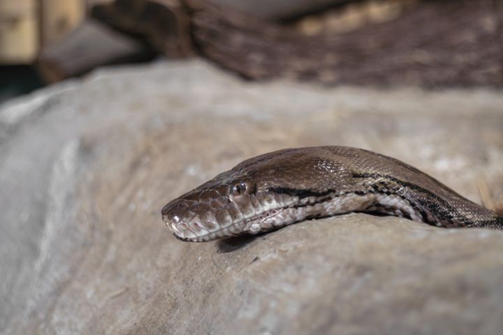 Native Snakes of Britain: Species and Their Habitats