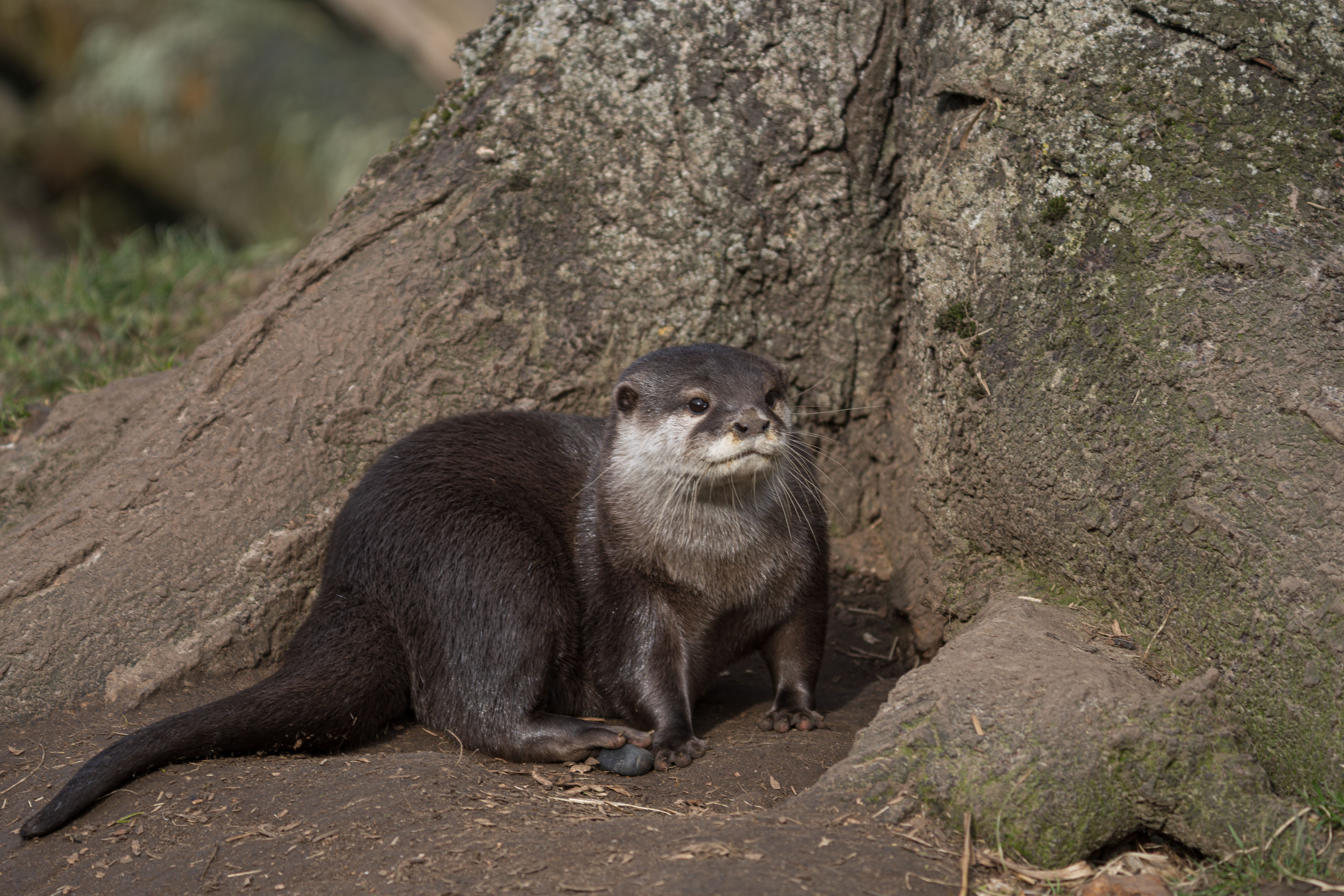Captivating Otter Resting by a Tree in UK Zoo · Free Stock Photo