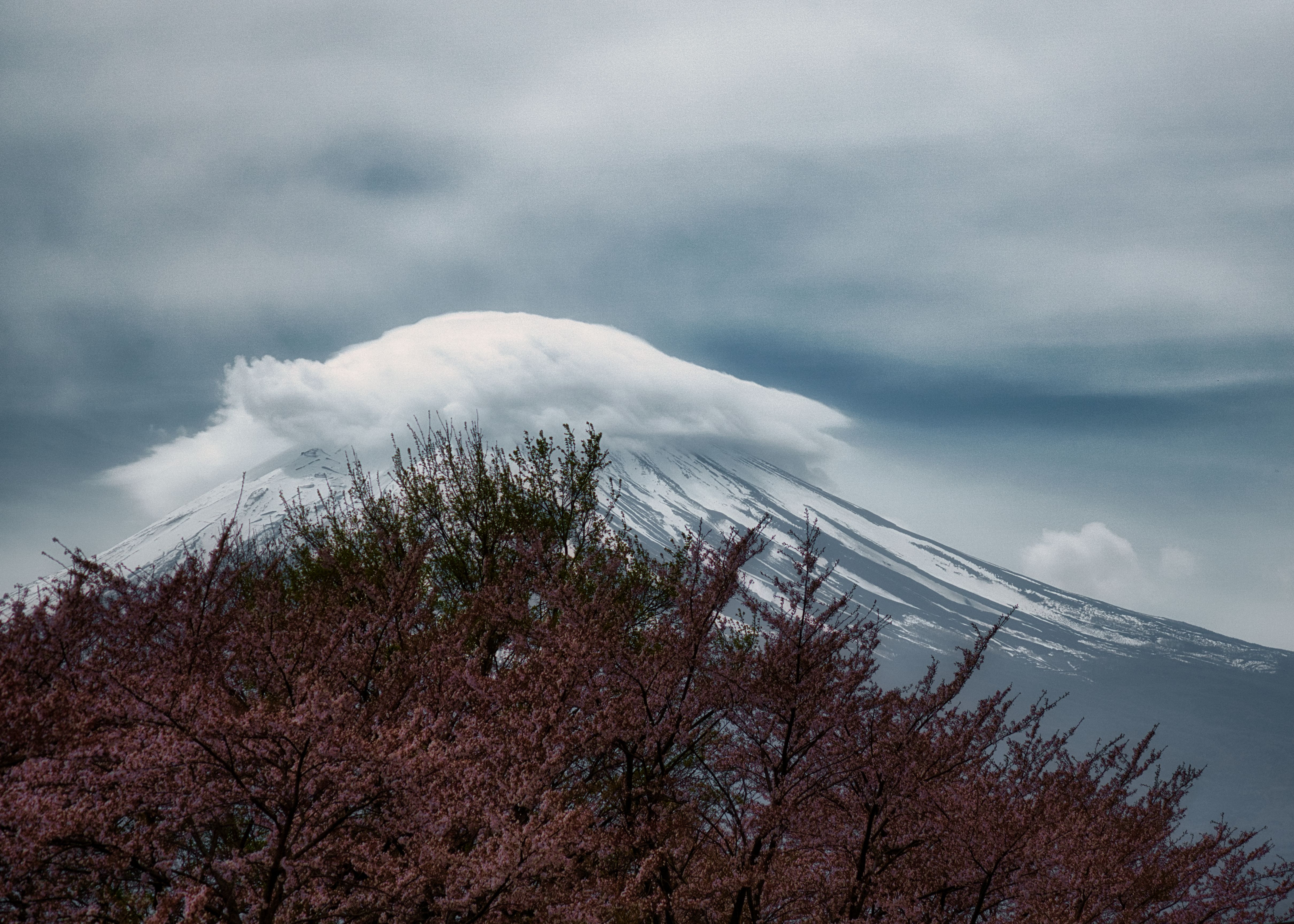 Mount Fuji with Cloud Cap and Cherry Blossoms · Free Stock Photo
