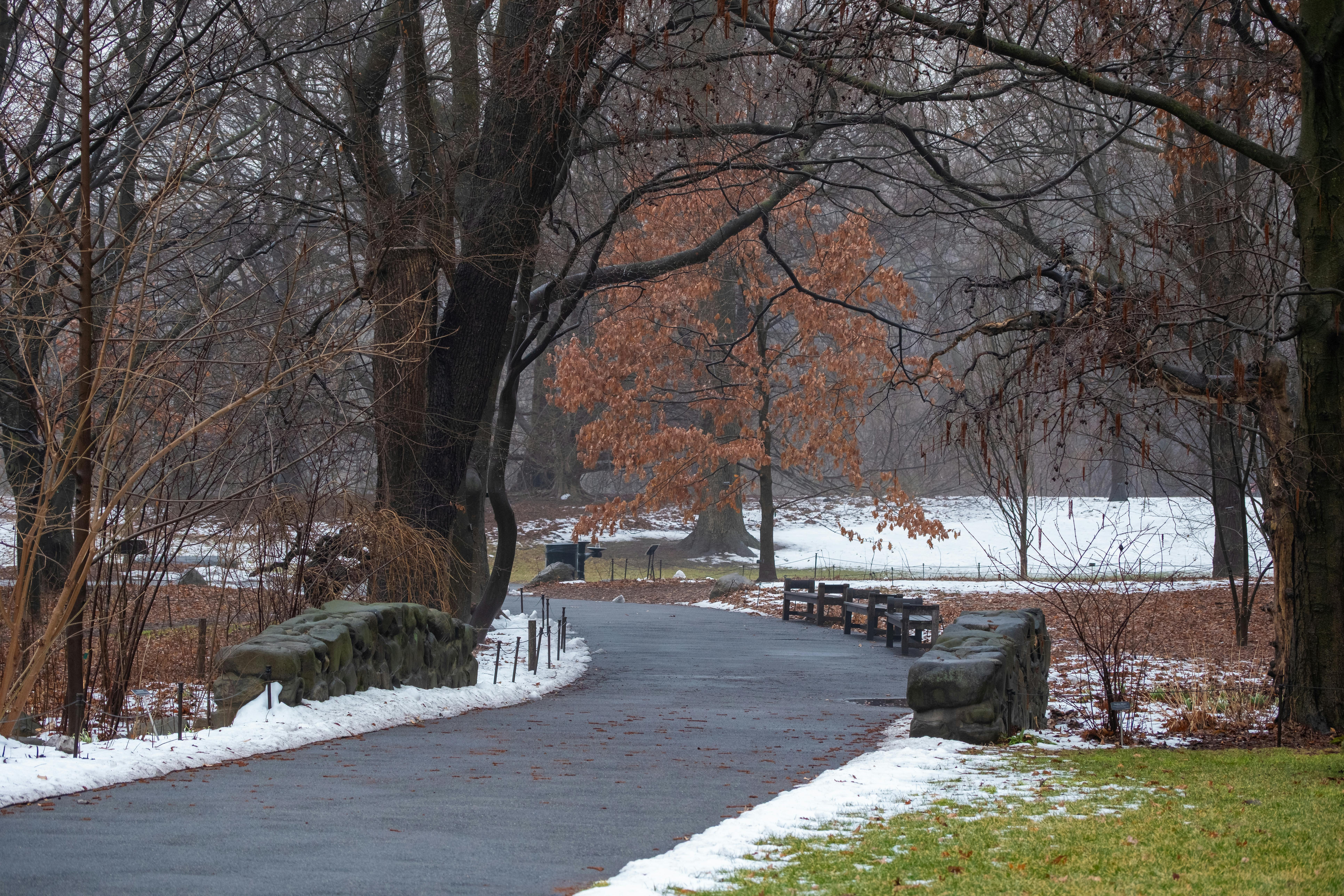 Tranquil Winter Pathway in a Park · Free Stock Photo