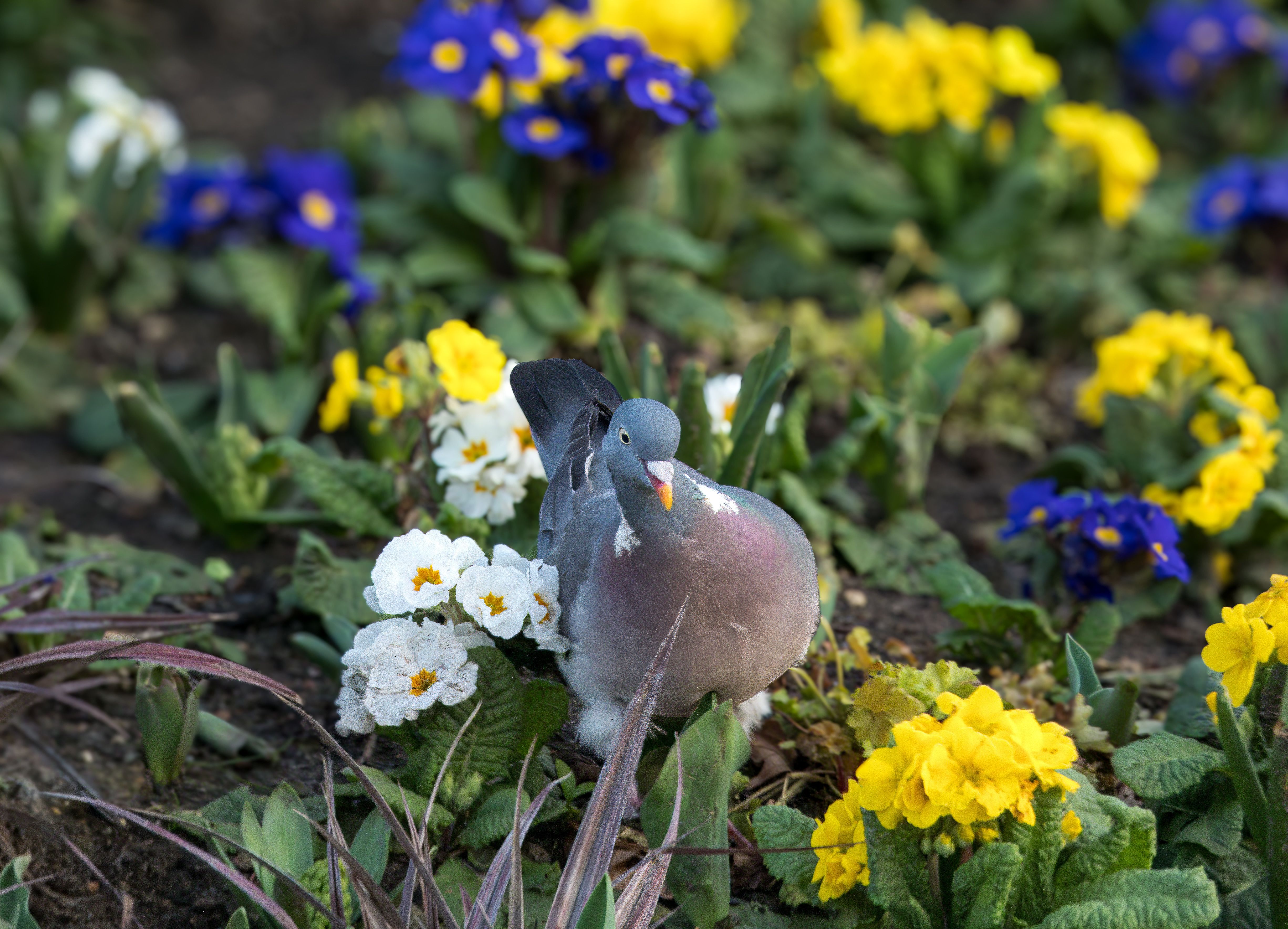 Pigeon Among Vibrant Spring Flowers in Garden · Free Stock Photo