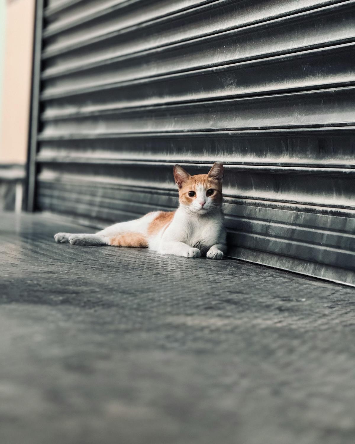 Cat Pfp Photos, Download The BEST Free Cat Pfp Stock Photos & HD Images