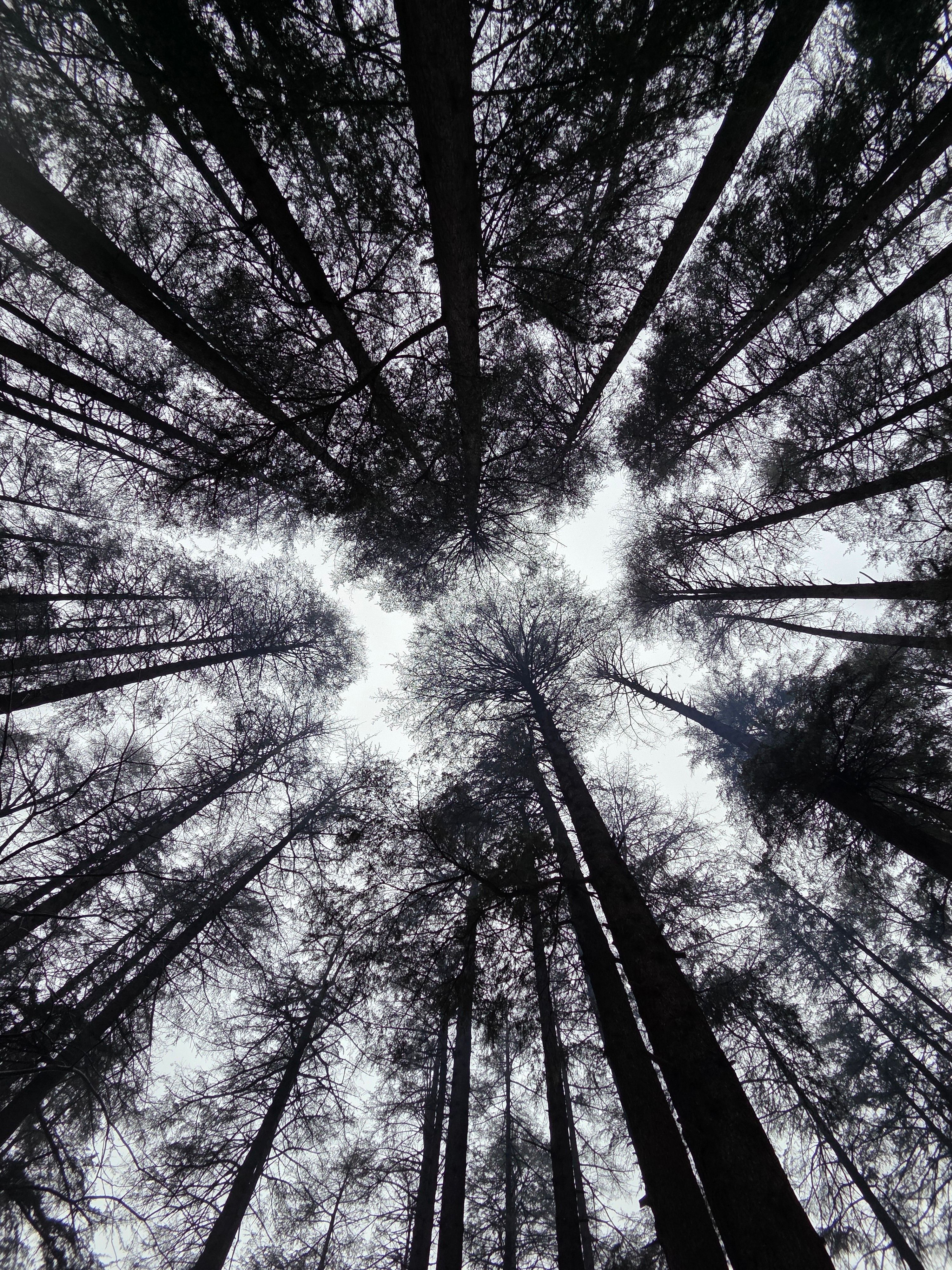 Skyward View of Tall Pine Trees in Manali · Free Stock Photo