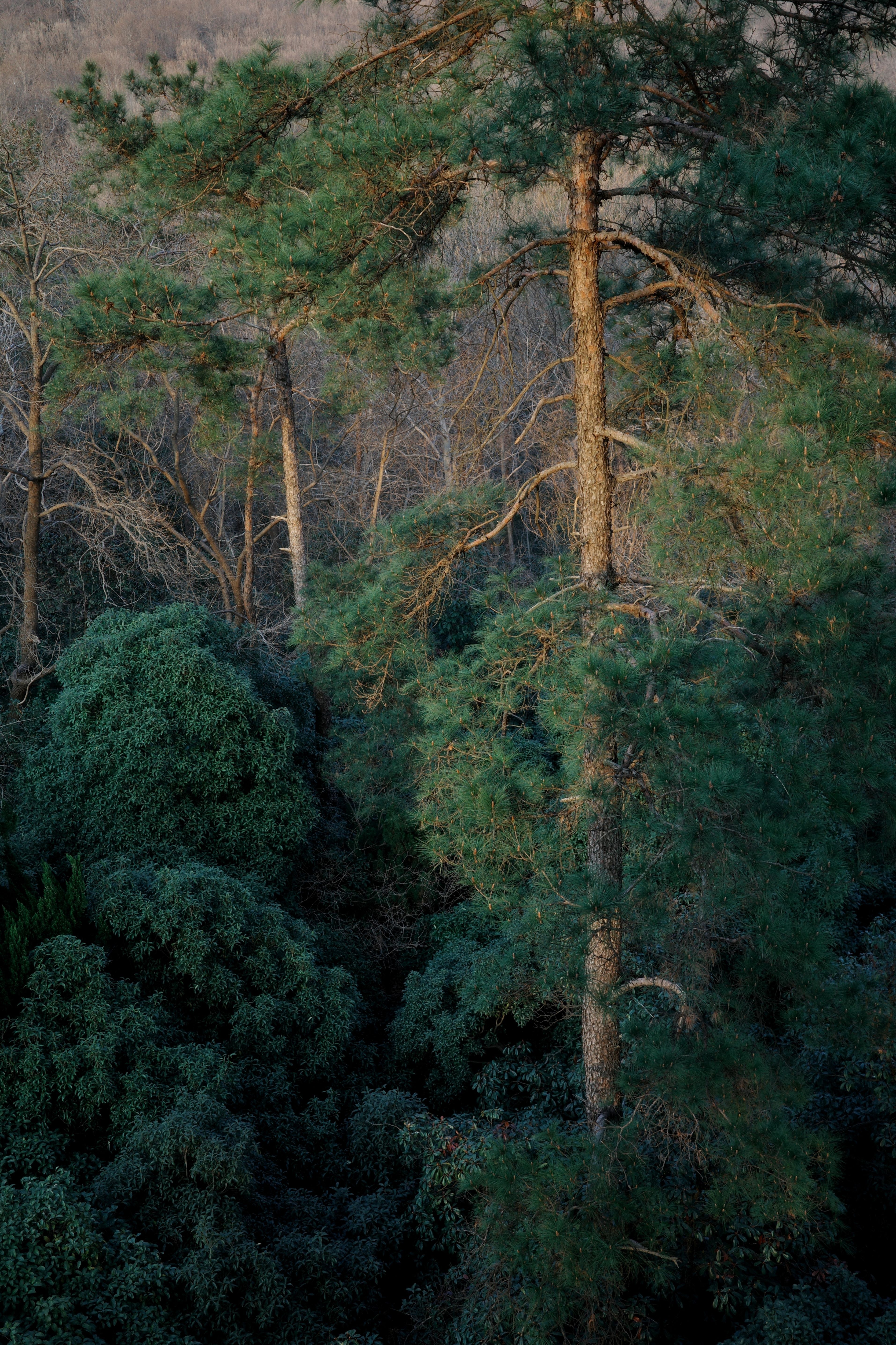 Lush Pine Forest in Early Spring Light · Free Stock Photo