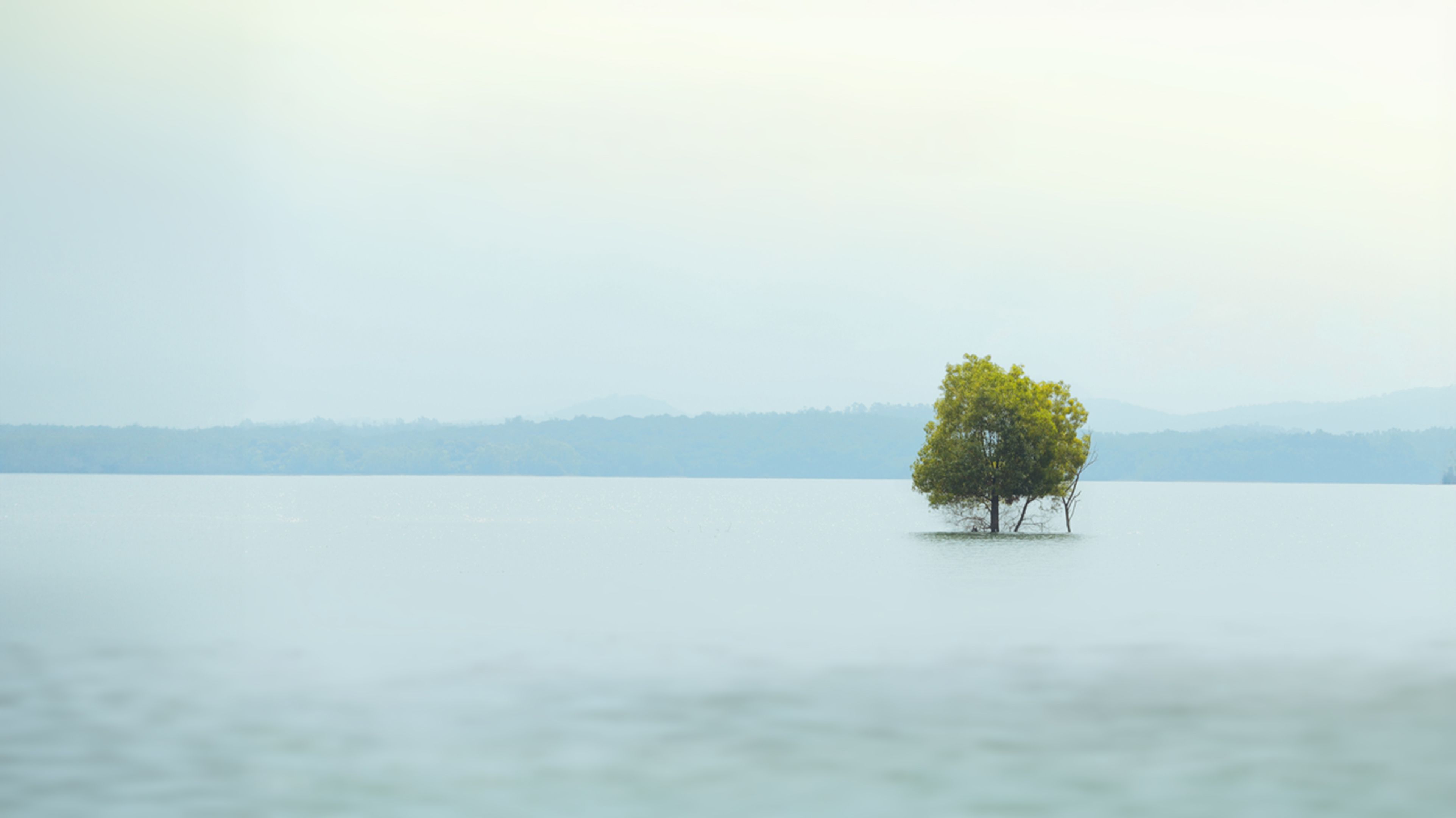 Solitary Tree in Calm Japanese Waters · Free Stock Photo