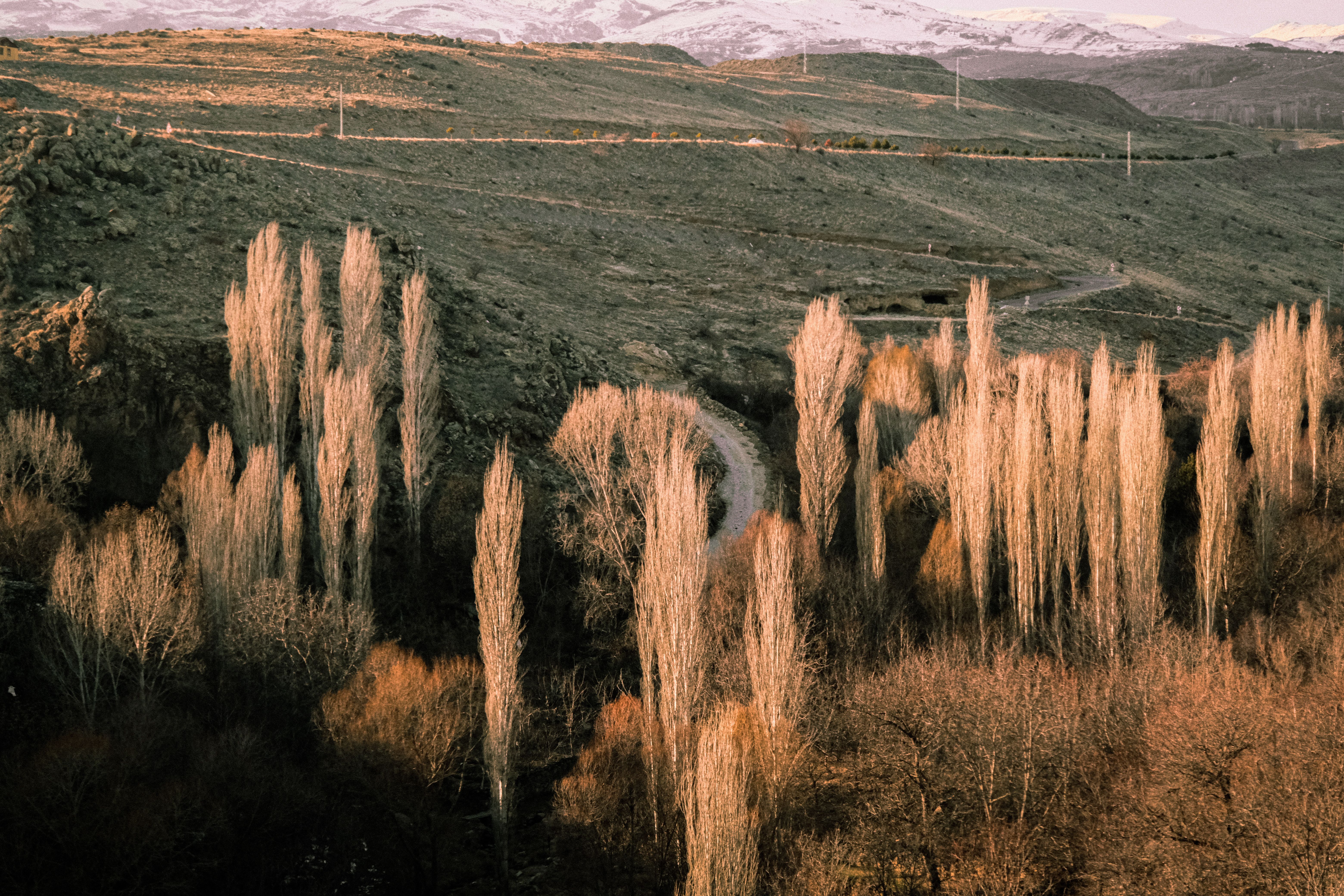 Scenic Autumn Landscape with Tall Poplar Trees · Free Stock Photo
