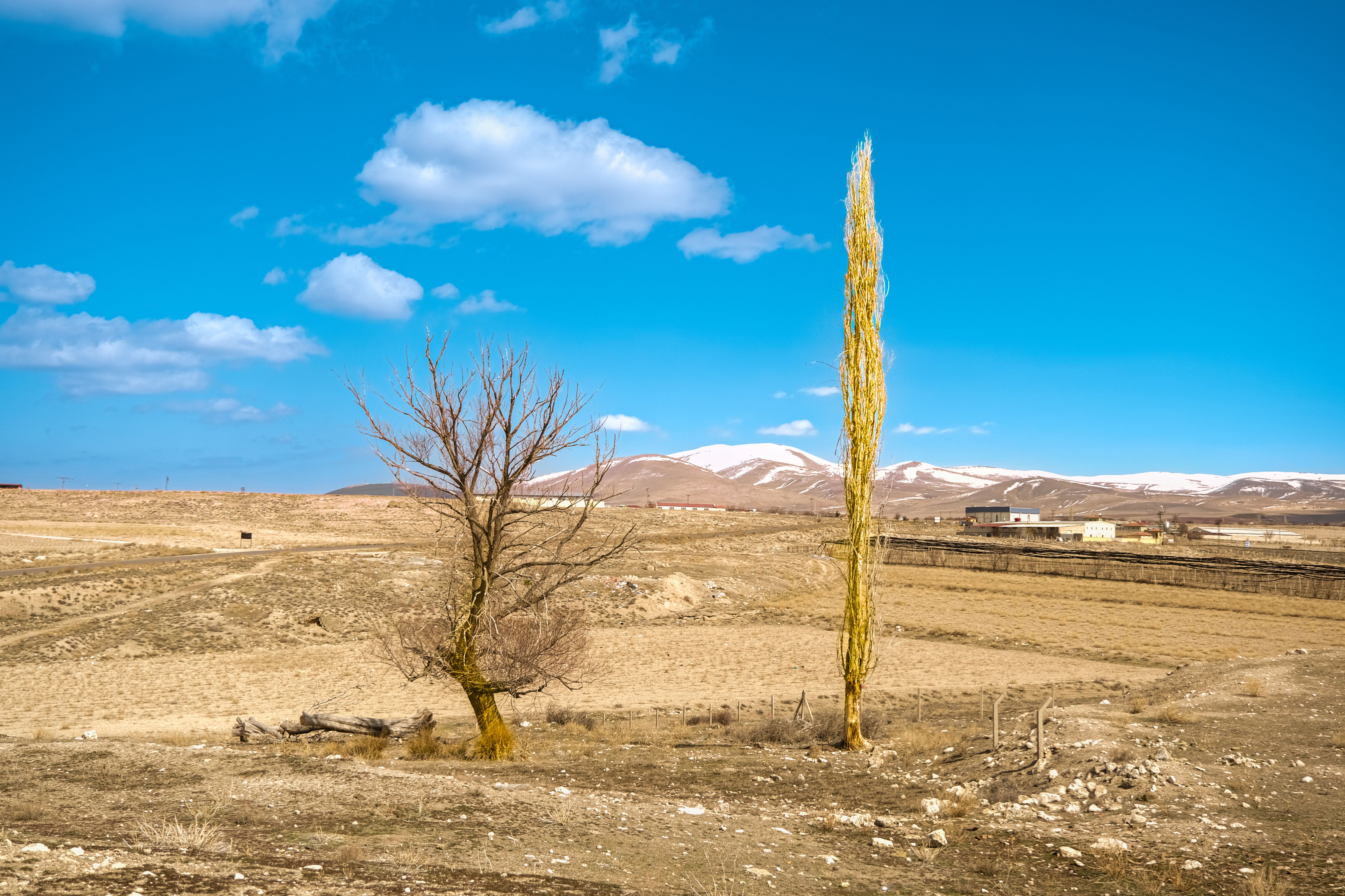 Barren Landscape with Lone Trees and Blue Sky · Free Stock Photo