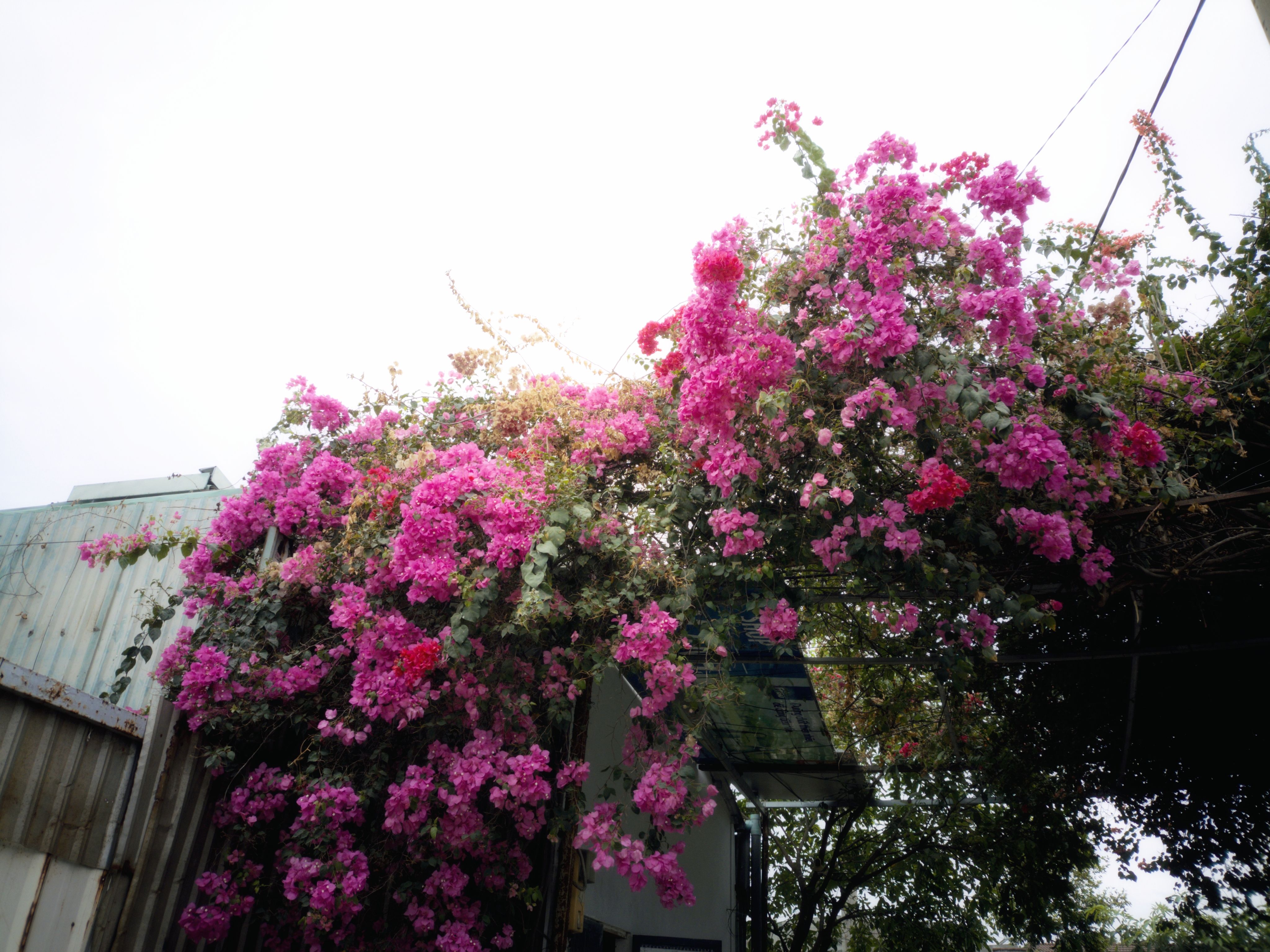 Blooming Bougainvillea Over Metal Structure · Free Stock Photo