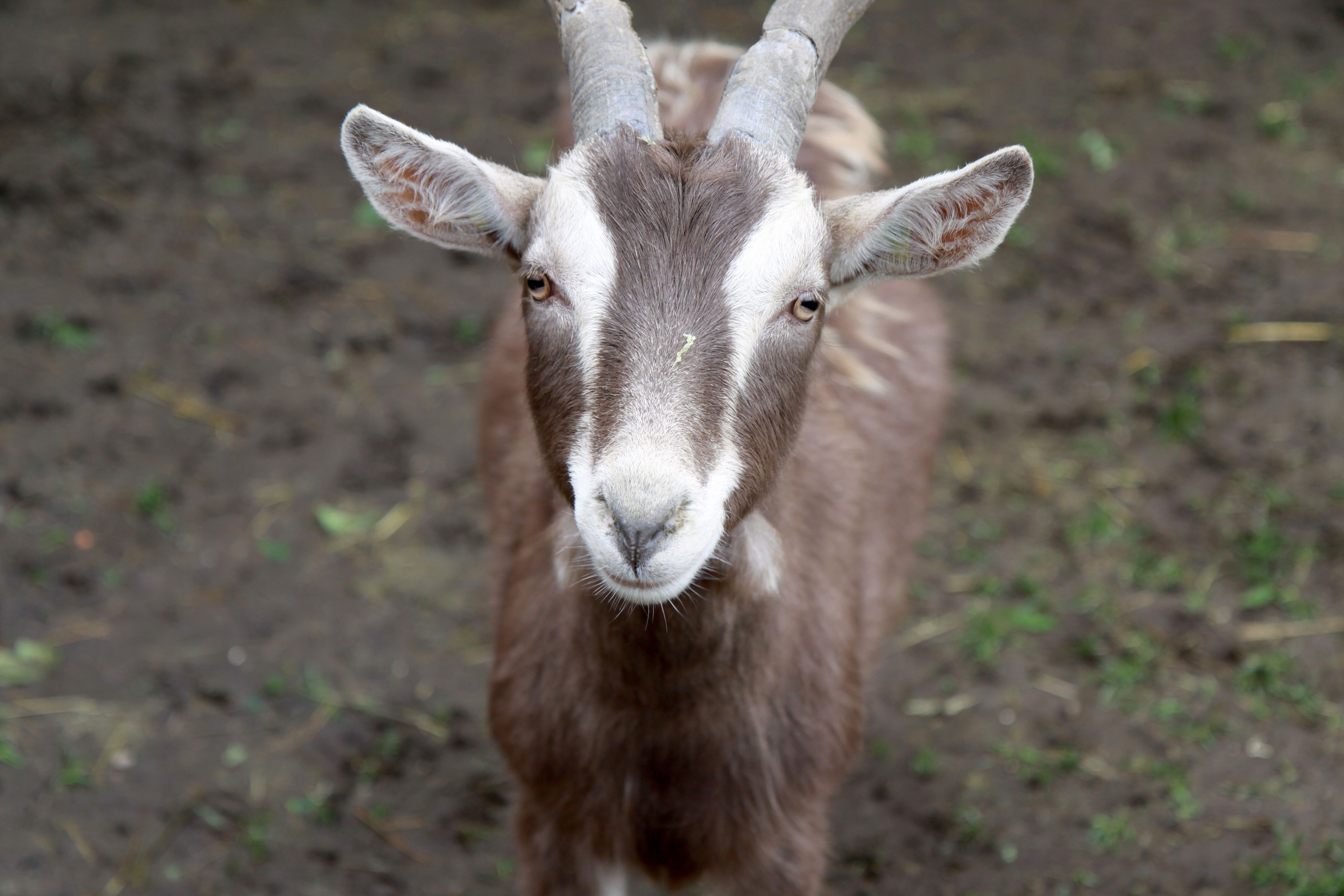 Close-Up of a Domestic Goat in Bavarian Farm · Free Stock Photo