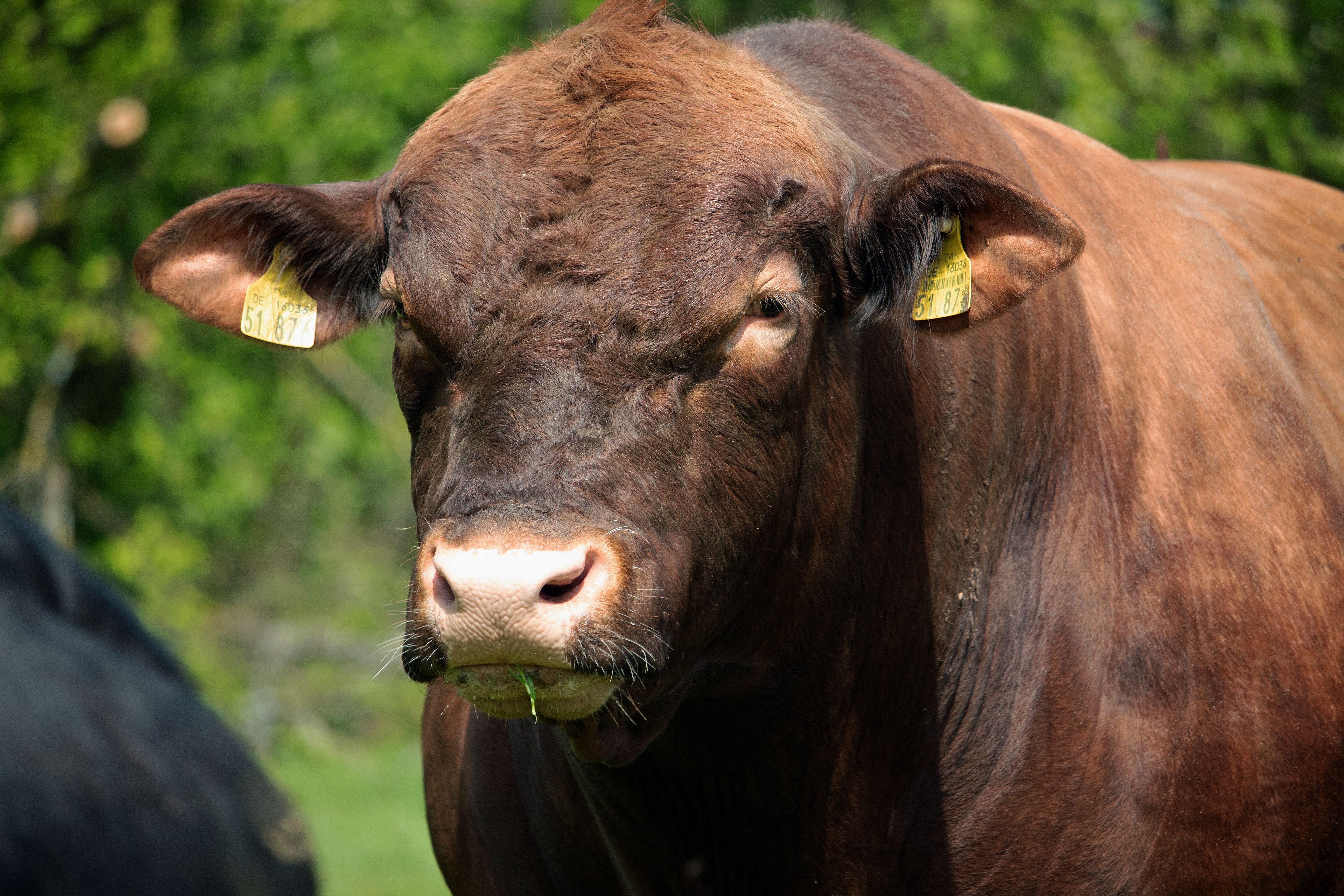 Close-Up of Angus Bull on a Farm · Free Stock Photo