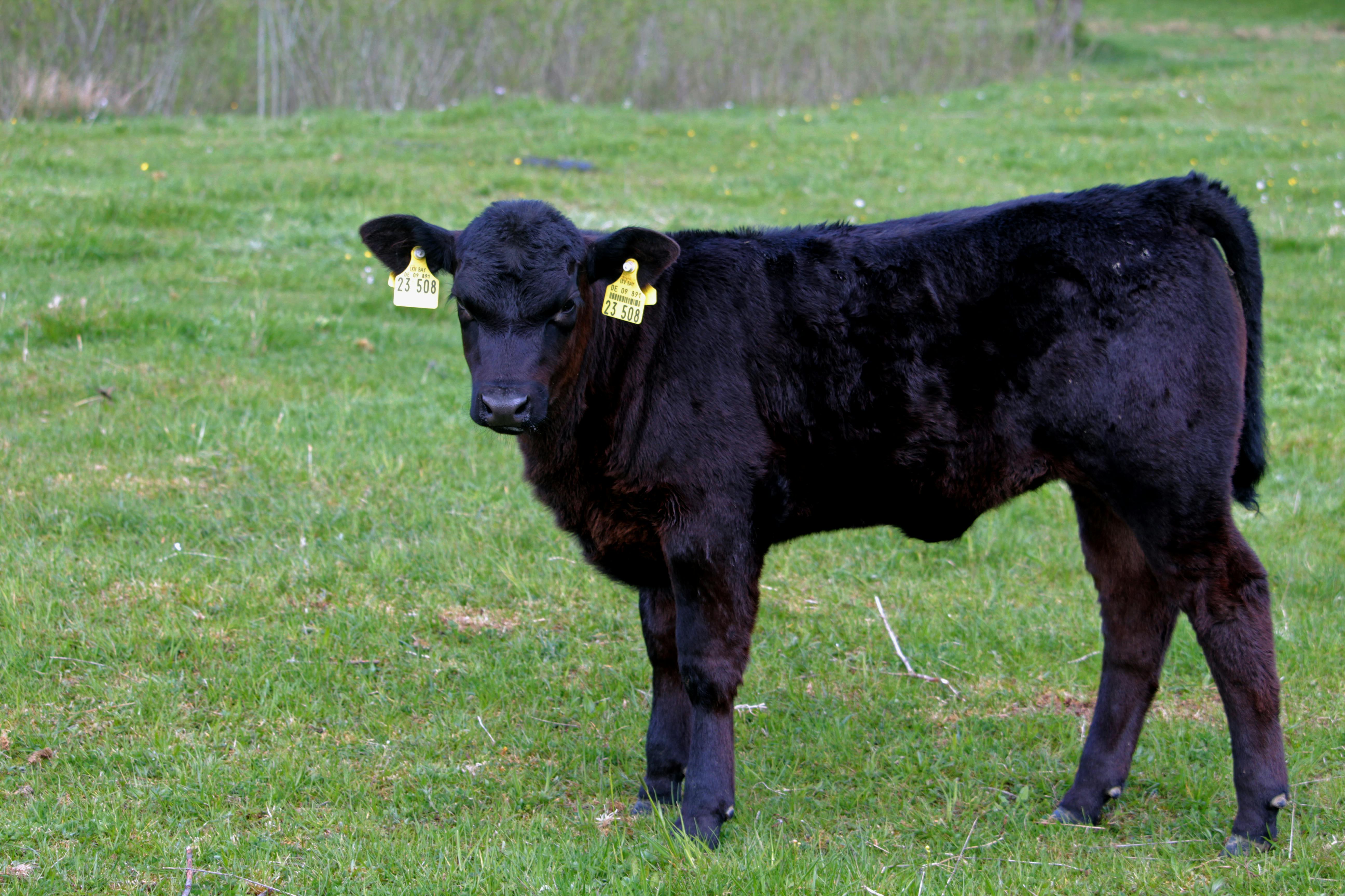 Young Black Angus Calf Grazing in German Pasture · Free Stock Photo