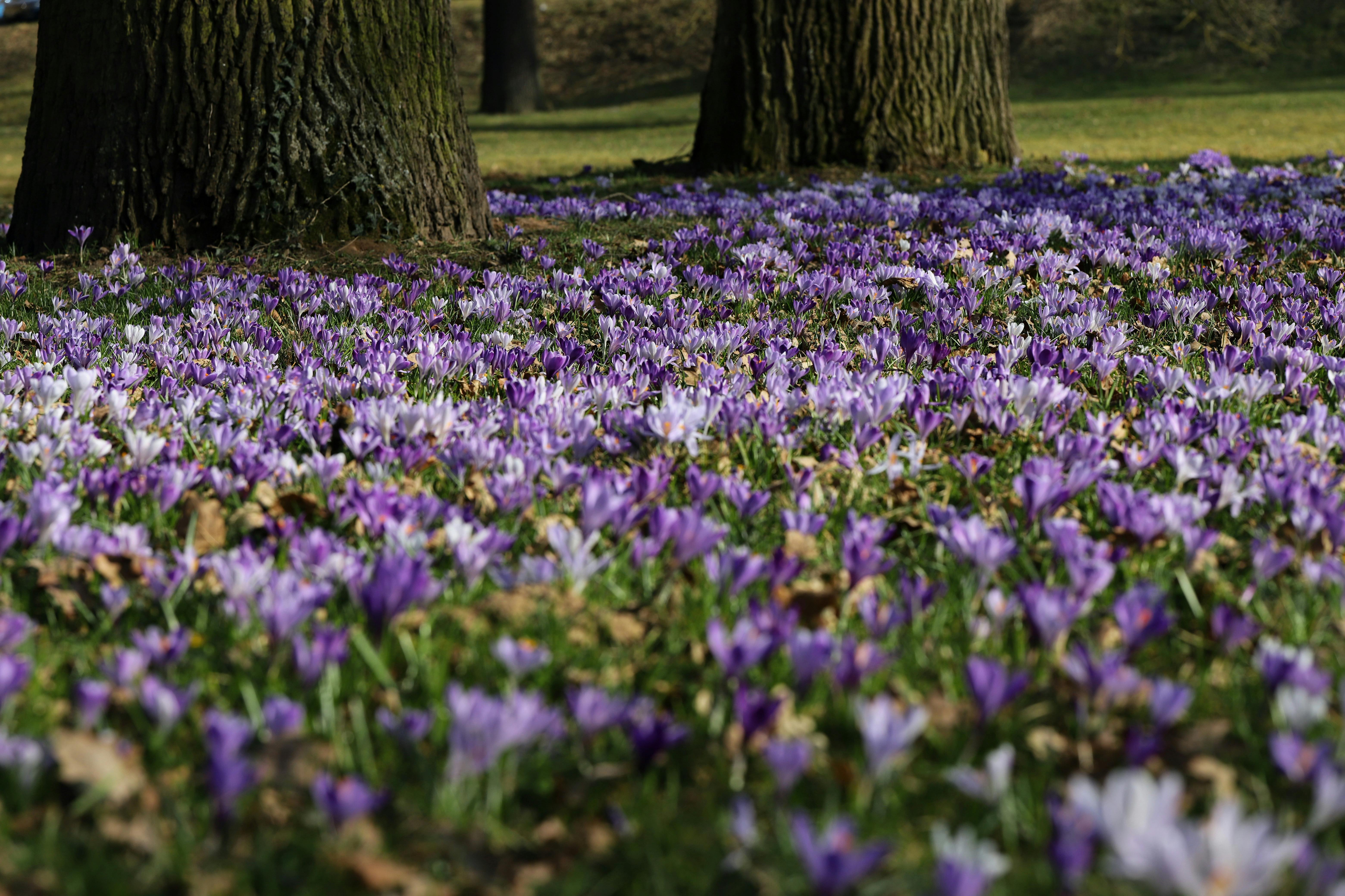 Vibrant Purple Crocuses in Spring Meadow · Free Stock Photo